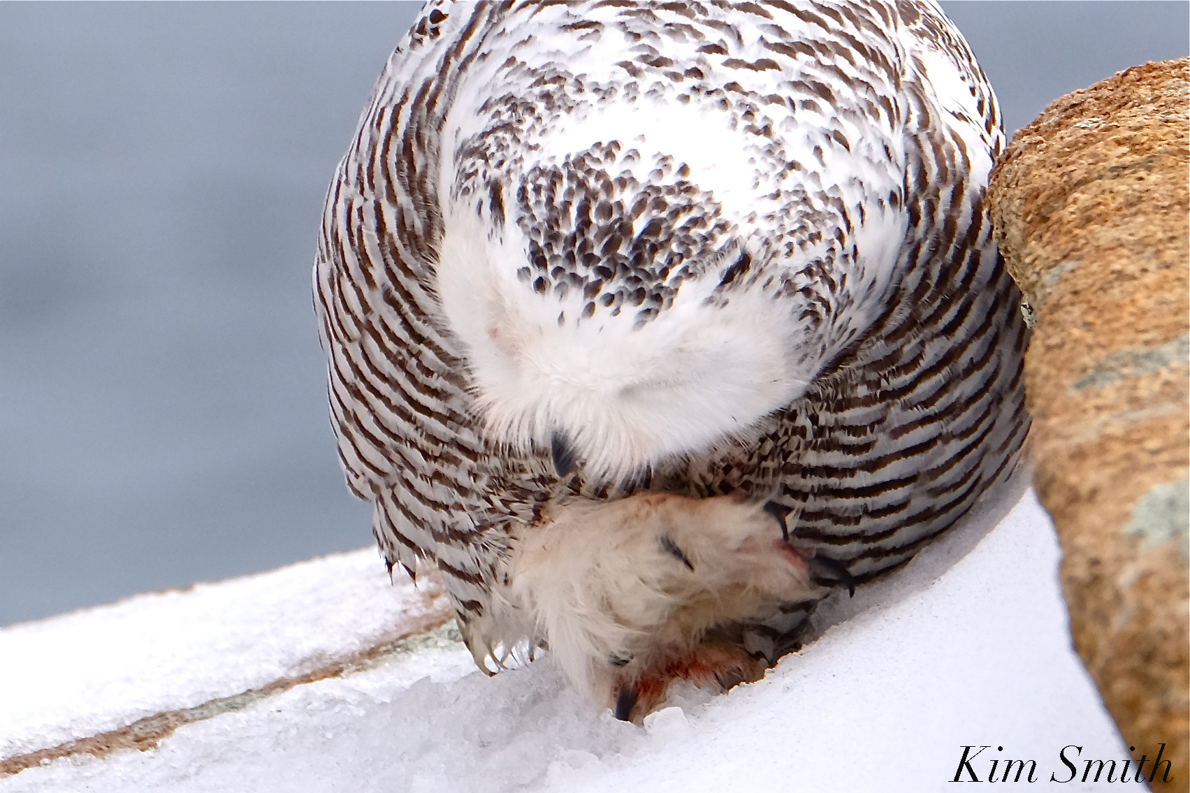 Snowy Owl Washing Feet Bubo scandiacus Backshore Gloucester MA ...