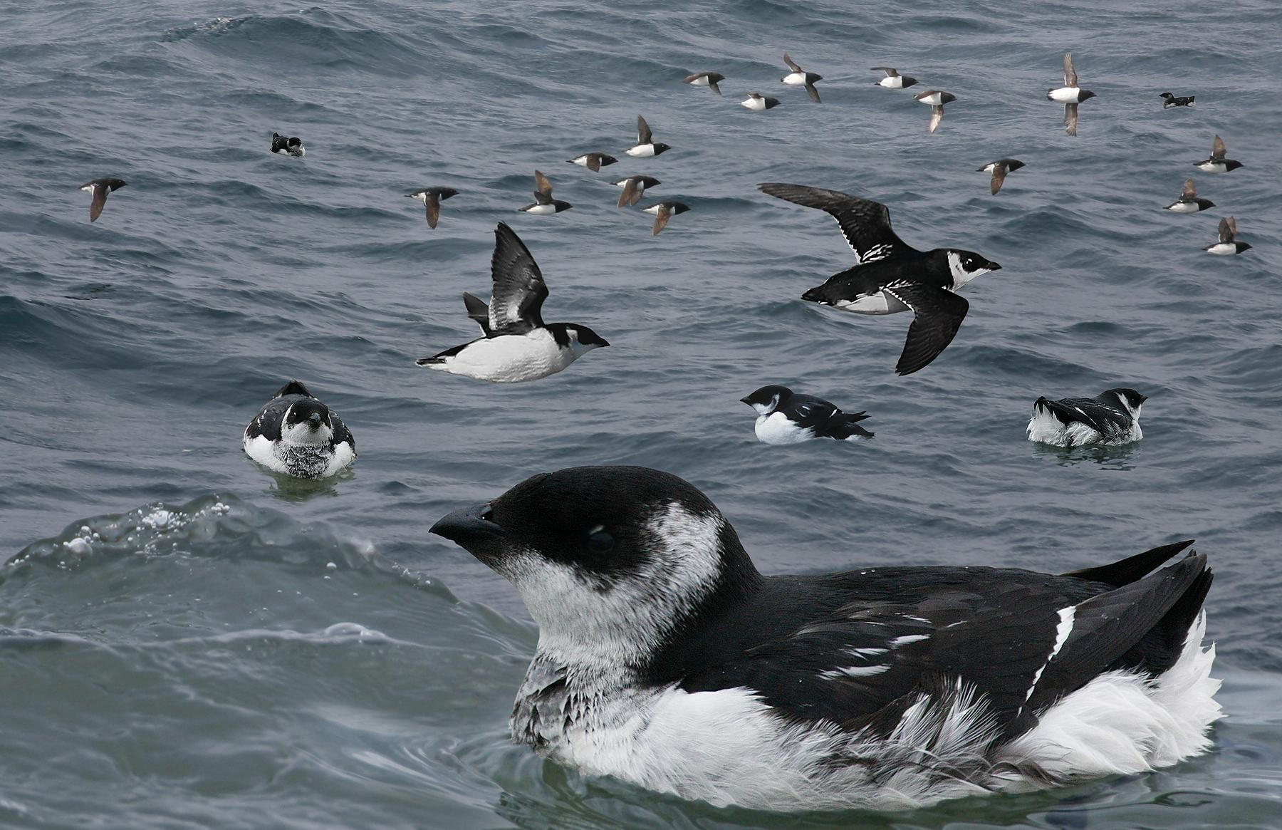 RARELY SEEN ON LAND TINY AND BEAUTIFUL DOVEKIE FOUND ON LOCAL BEACH ...