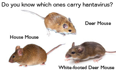 illustration-hantavirus-and-mice | Kim Smith Films