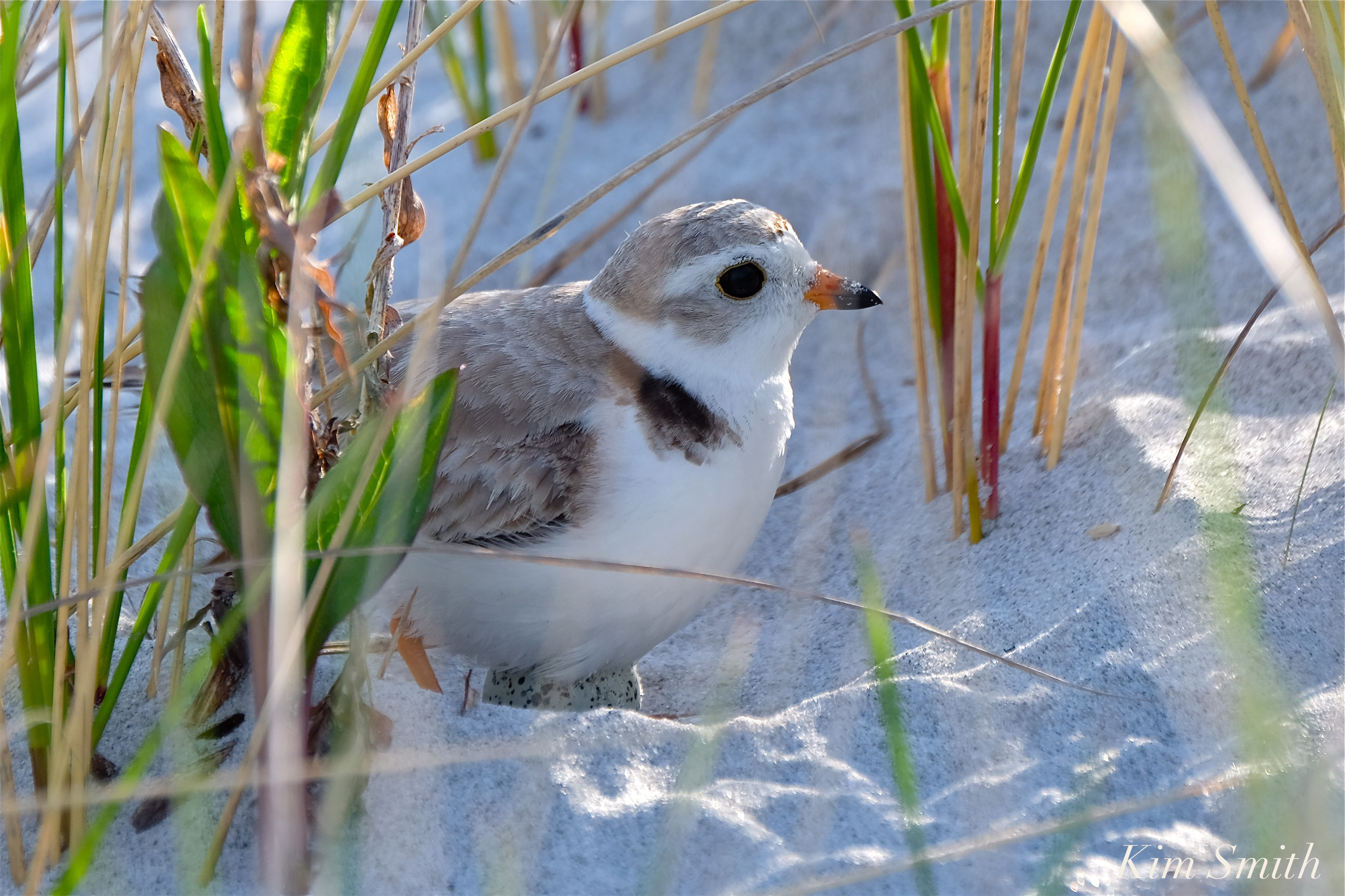 Piping Plover Female Sitting On Egg Gloucester Massachusetts Beach ...