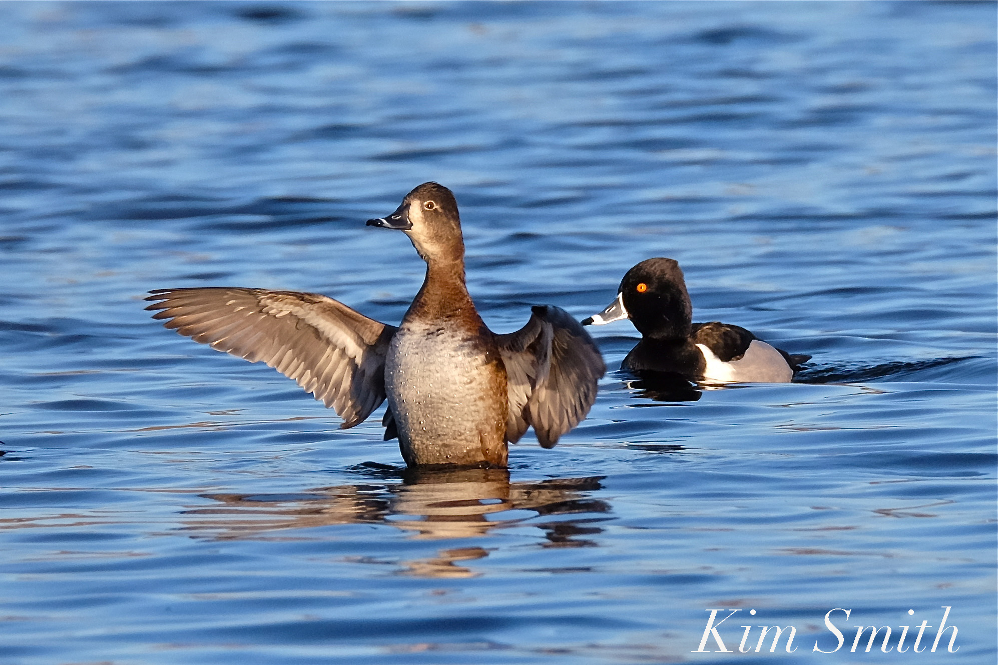 BEAUTIFUL BRANTS, SCAUPS, AND RING-NECKED DUCKS MIGRATING RIGHT NOW ON ...
