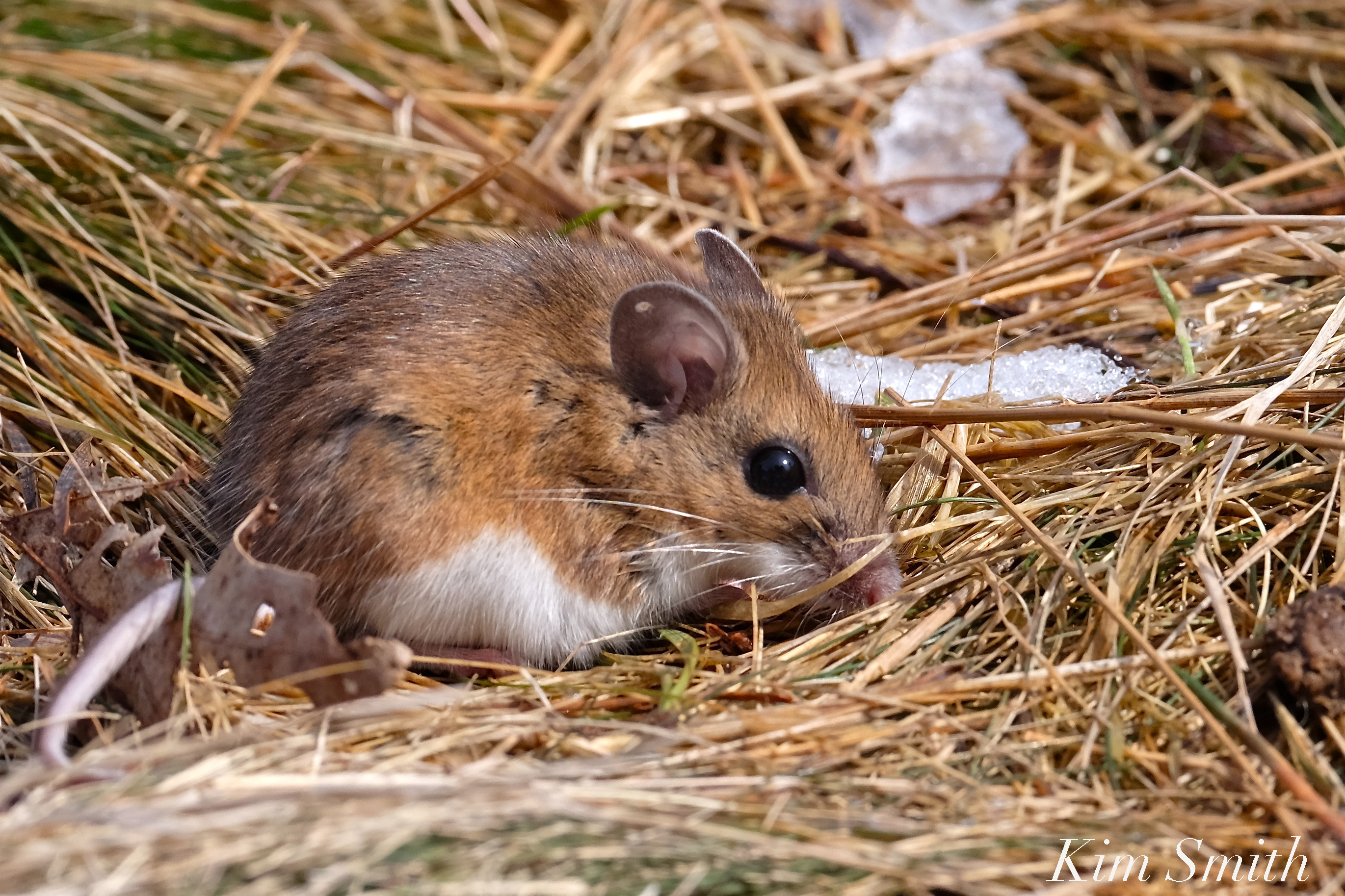 White-footed Mouse Gloucester MA -2 copyright Kim Smith | Kim Smith Films
