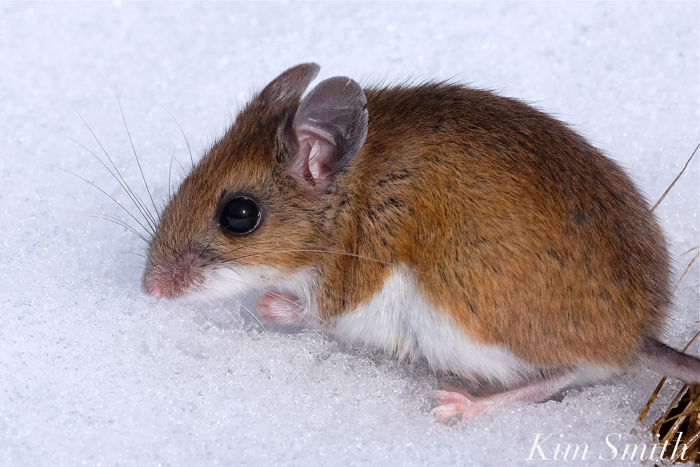 White-footed Mouse Gloucester MA copyright Kim Smith | Kim Smith Films