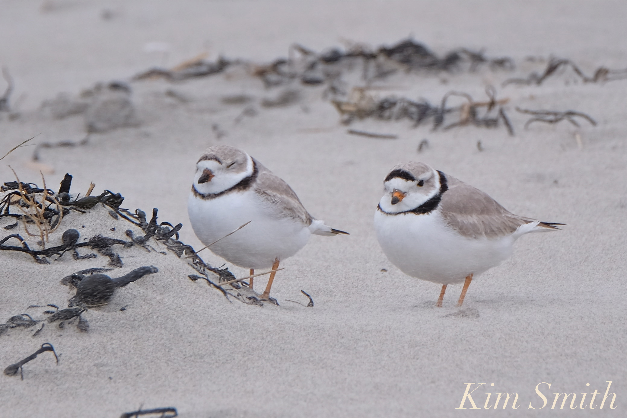 Piping Plovers Male Female -2 Good Harbor Beach 4-3-2018 copyright Kim ...