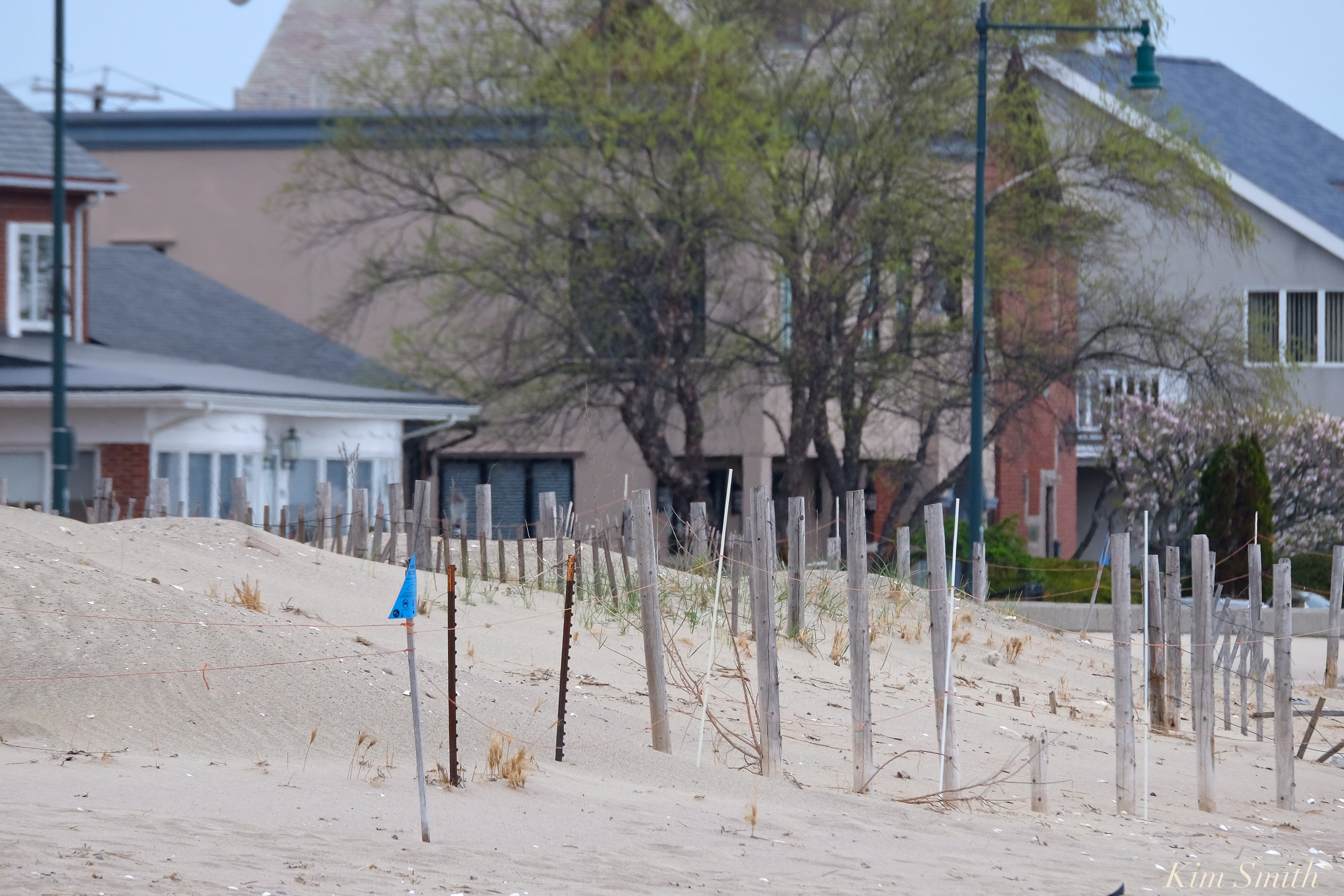 Piping Plover Nesting Area Revere Beach -2 copyright Kim Smith | Kim ...