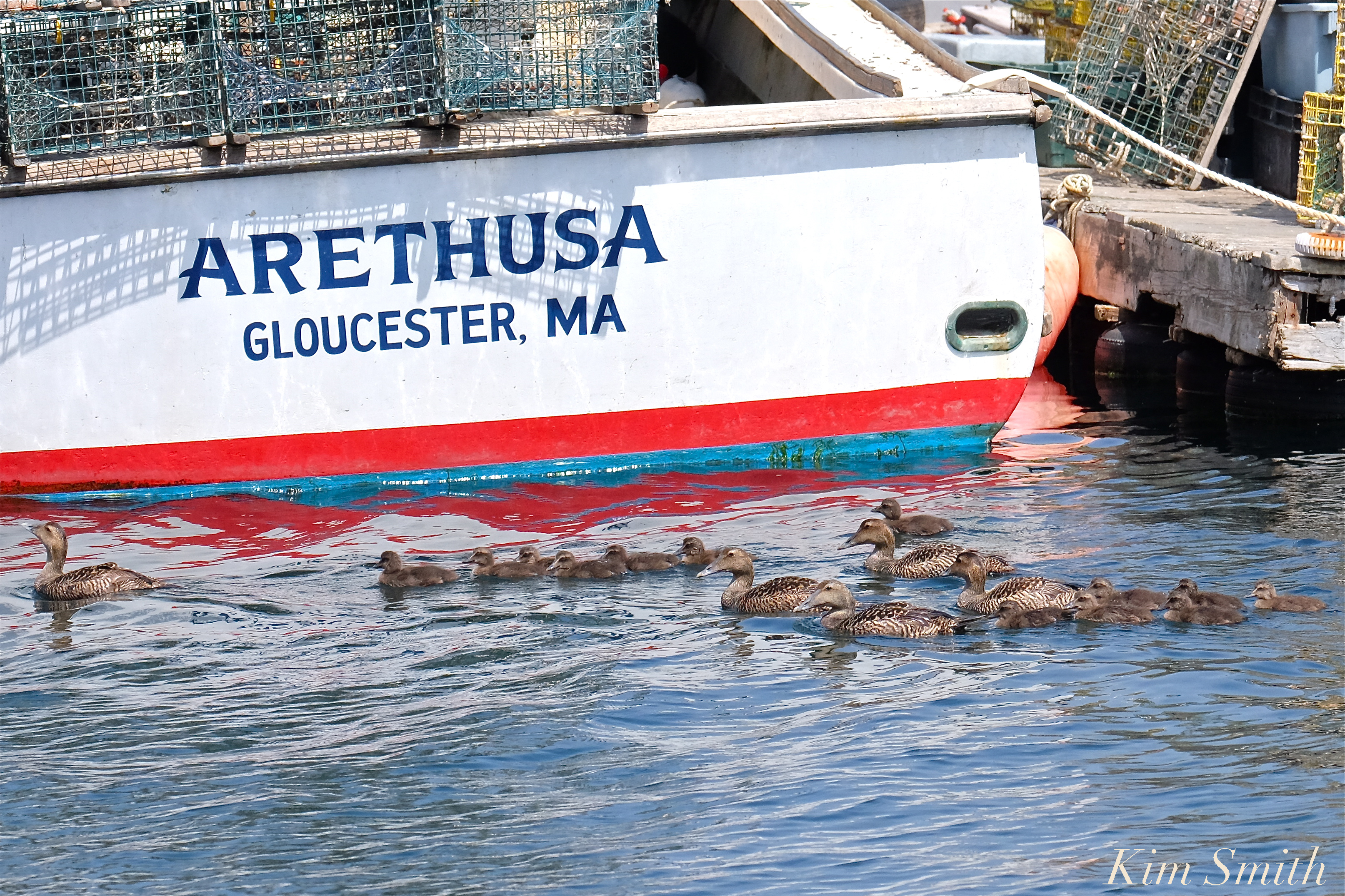 COMMON EIDER DUCKLINGS AT CAPTAIN JOES! | Kim Smith Films
