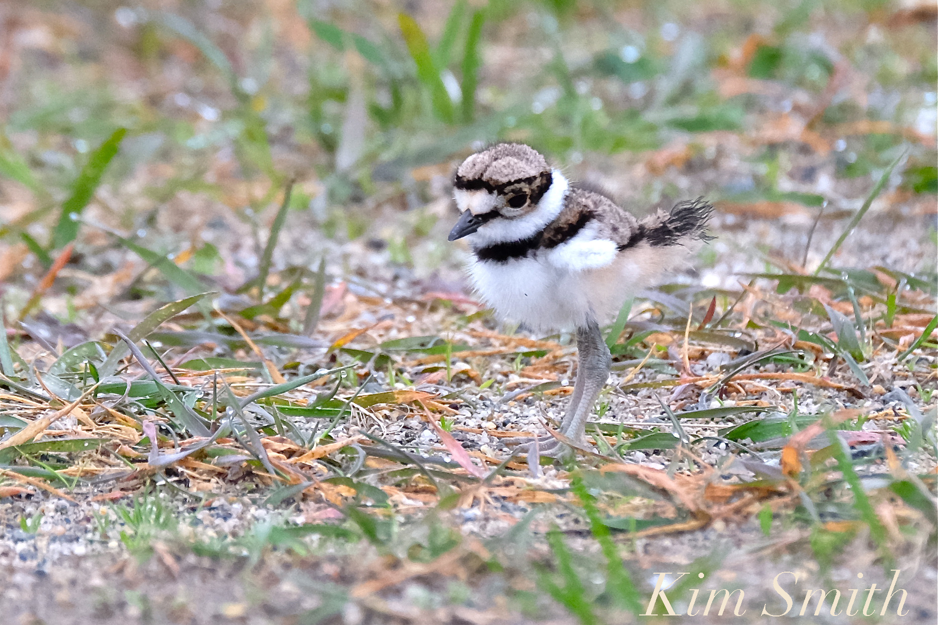 Killdeer Plover Chick Good Harbor Beach Gloucester MA -37 copyright Kim ...