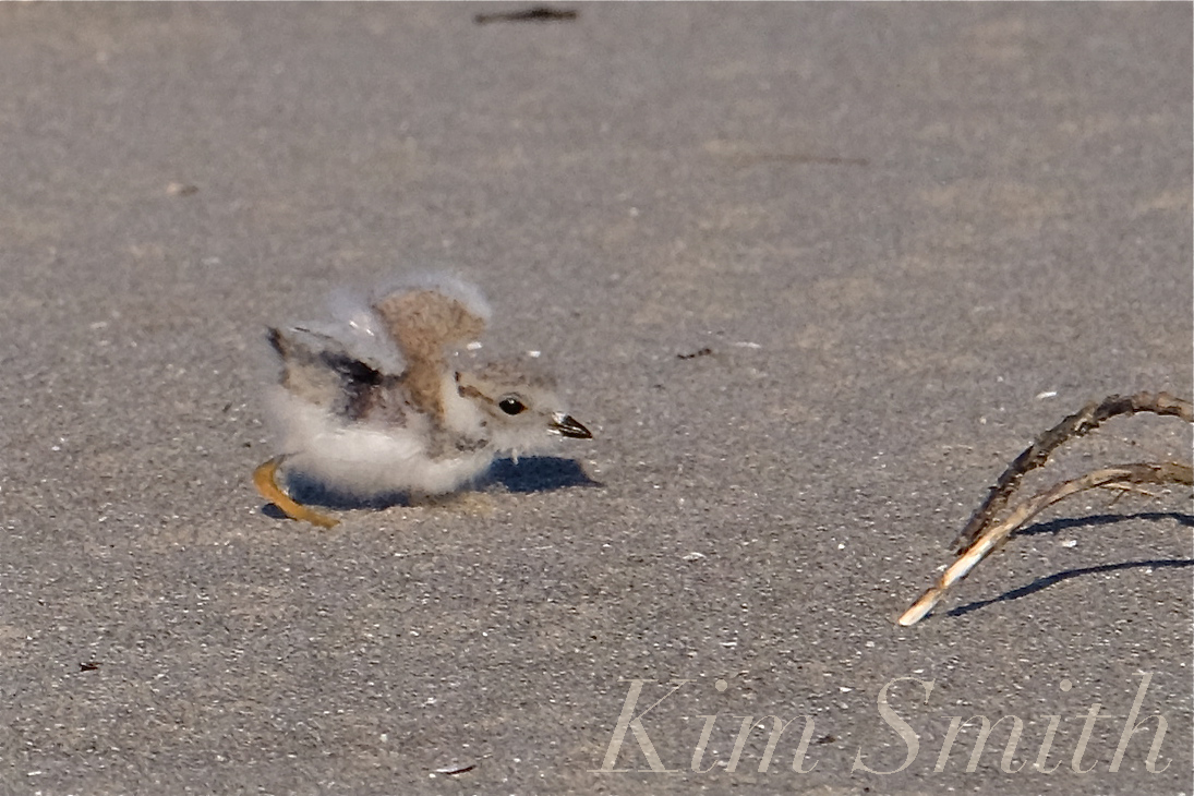 Piping Plover Chick Seventeen Days Old test Flight -3 Good Harbor Beach ...