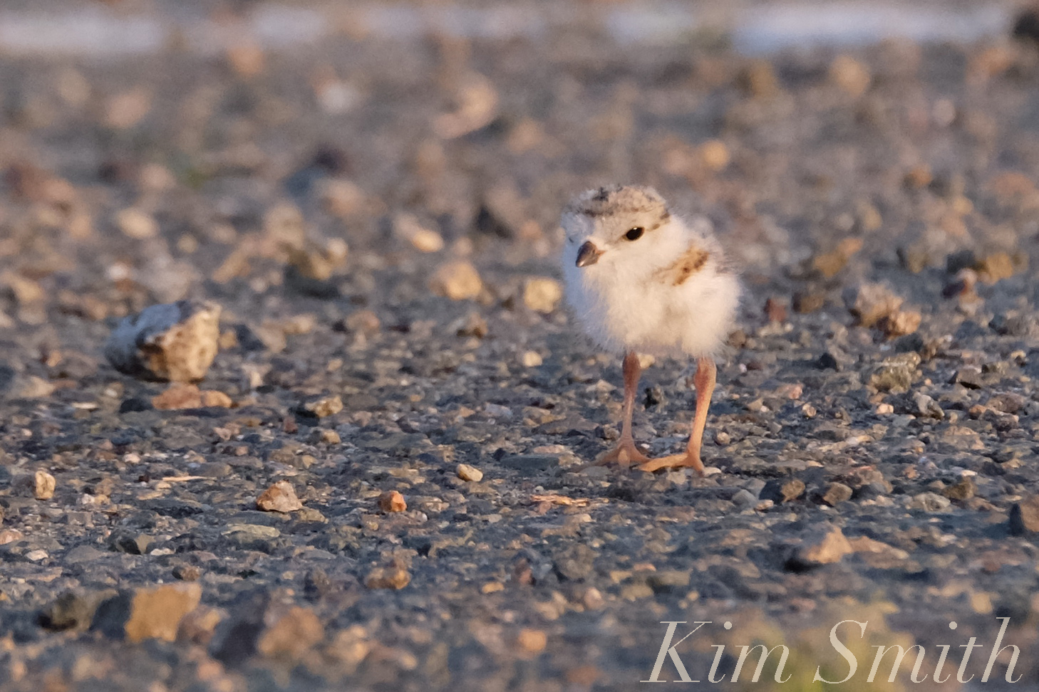 SUPER SHORT VIDEO ONE-DAY-OLD PIPING PLOVER CHICKS WAKING UP IN THE ...
