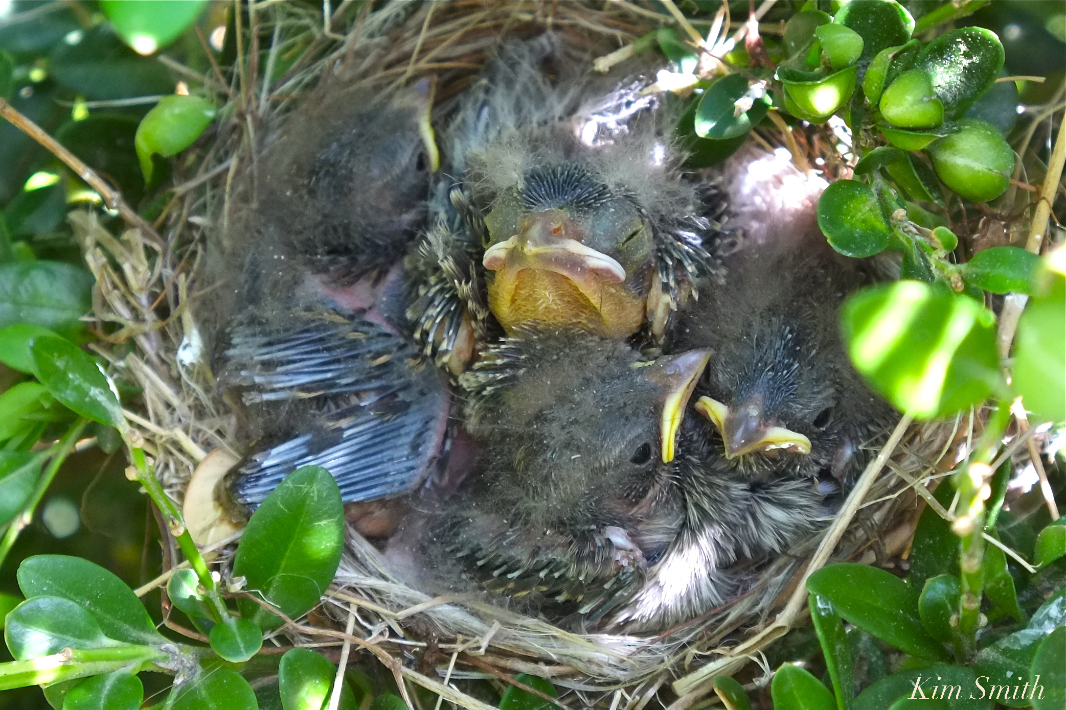 chipping-sparrow-nest-3-copyright-kim-smith | Kim Smith Films