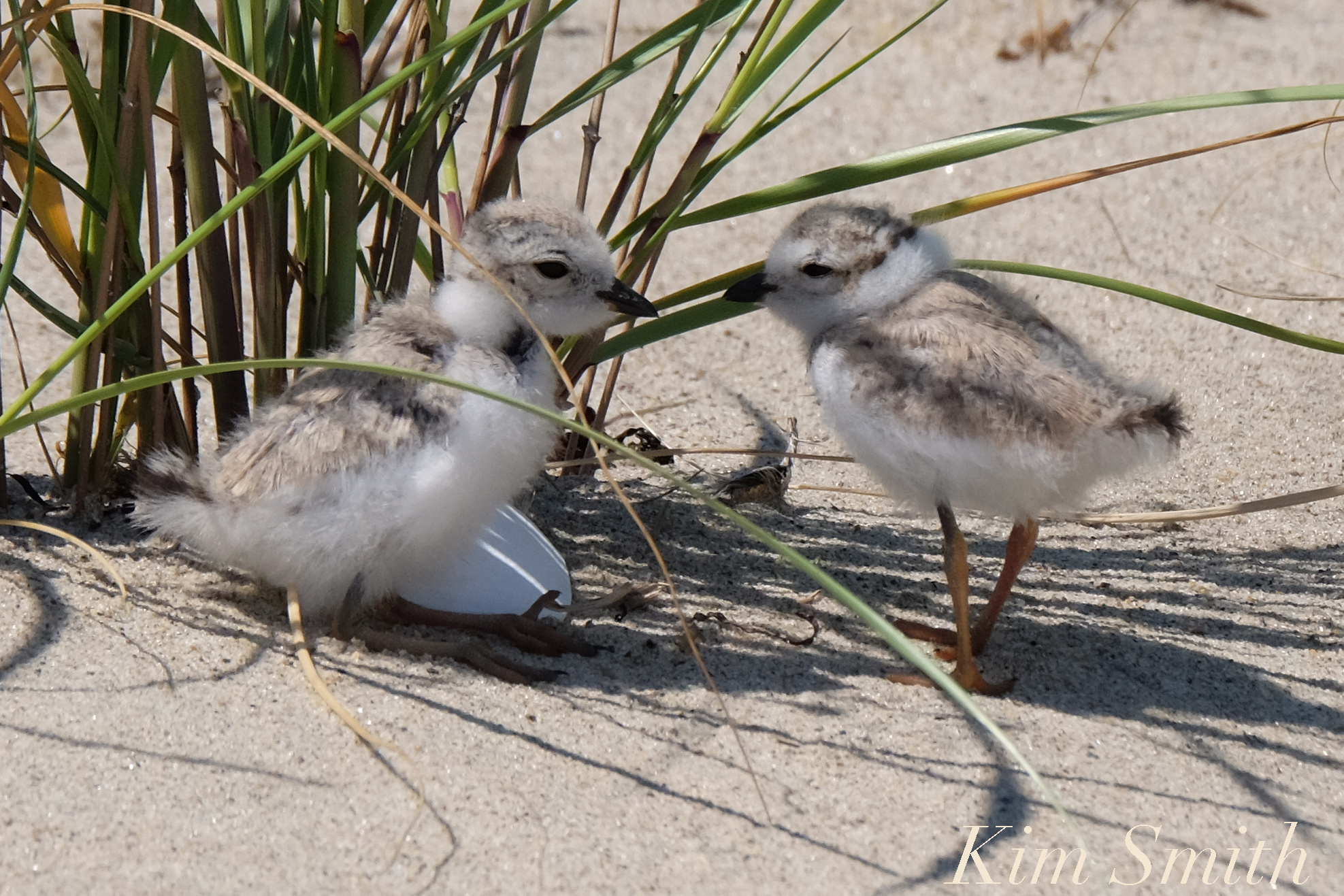 piping-plover-chicks-taking-shelter-copyright-kim-smith | Kim Smith Films