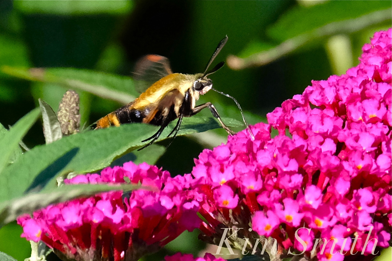snowberry-clearwing-moth-copyright-kim-smith | Kim Smith Films