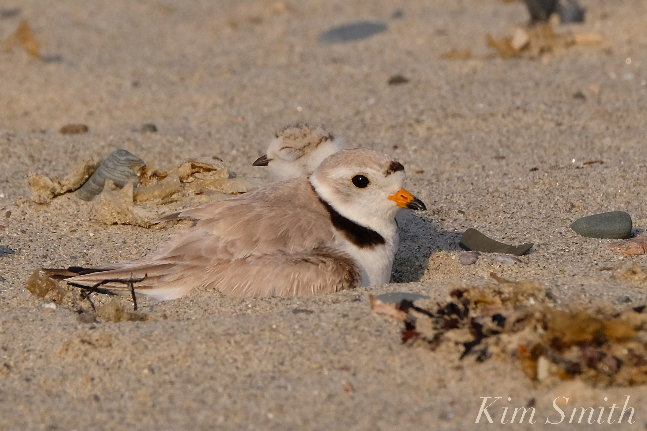 Piping Plover chick and adult copyright Kim Smith | Kim Smith Films