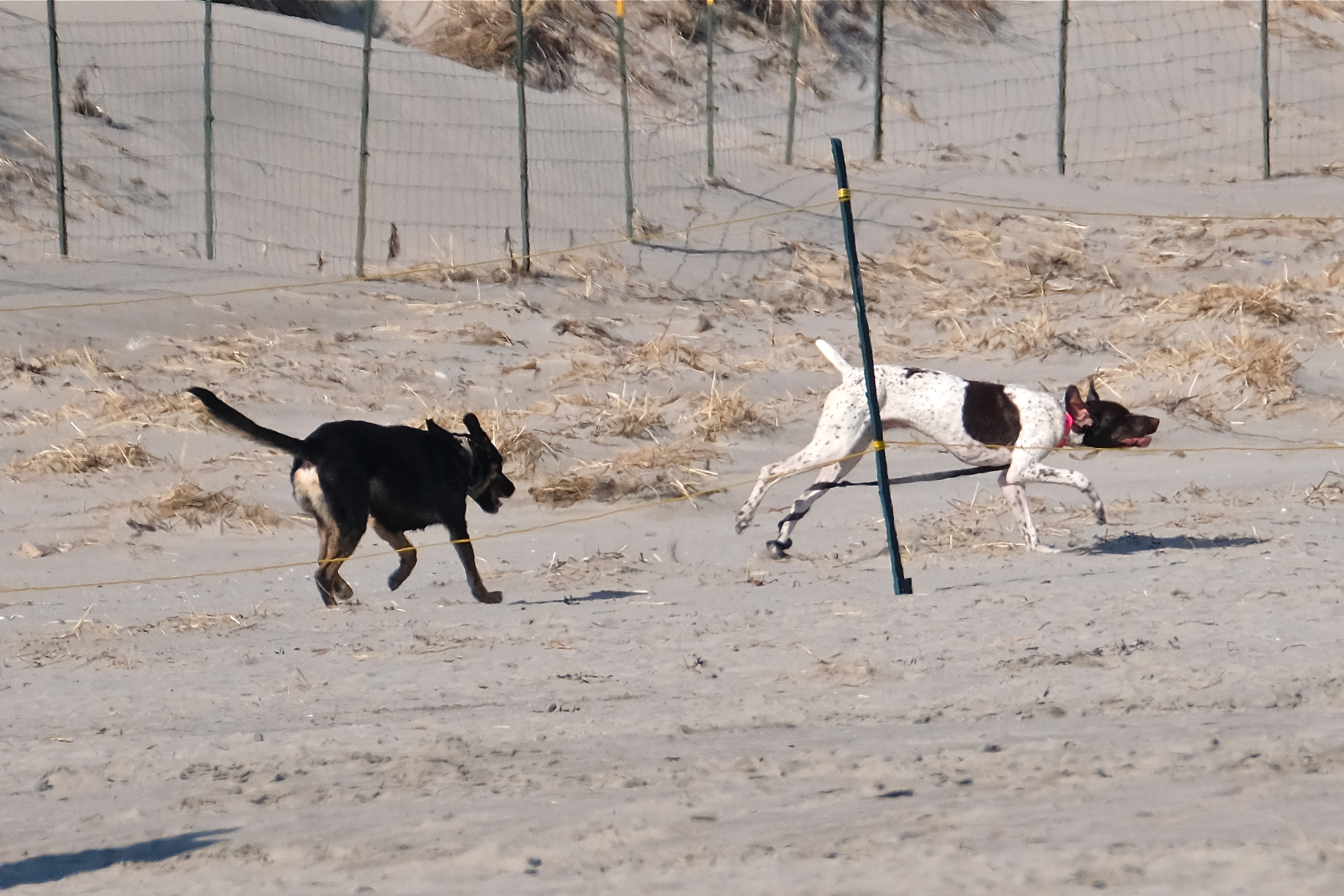 Dogs in Piping Plover Nesting Area Good Harbor Beach Gloucester -2 ...