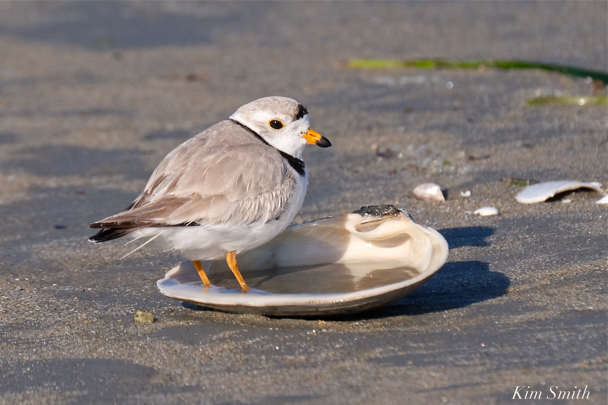 Piping Plover Quahog Shell -2 copyright Kim Smith | Kim Smith Films