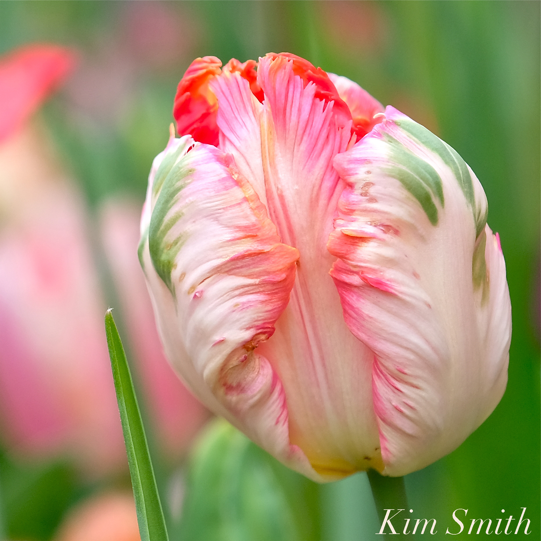 tulip garden | Kim Smith Films
