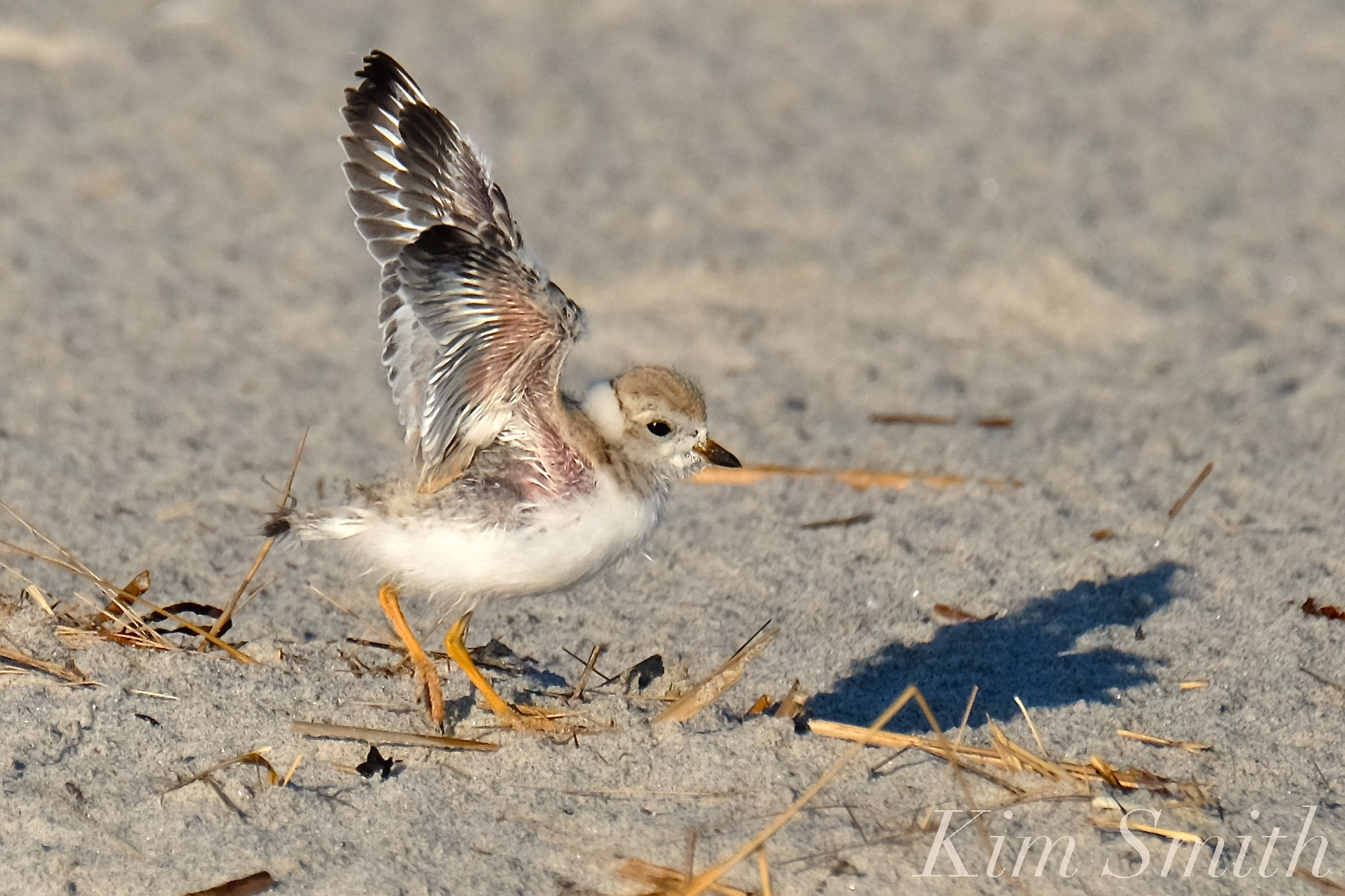 piping-plover-chick-learning-to-fly-gloucester-massachusetts-copyright ...