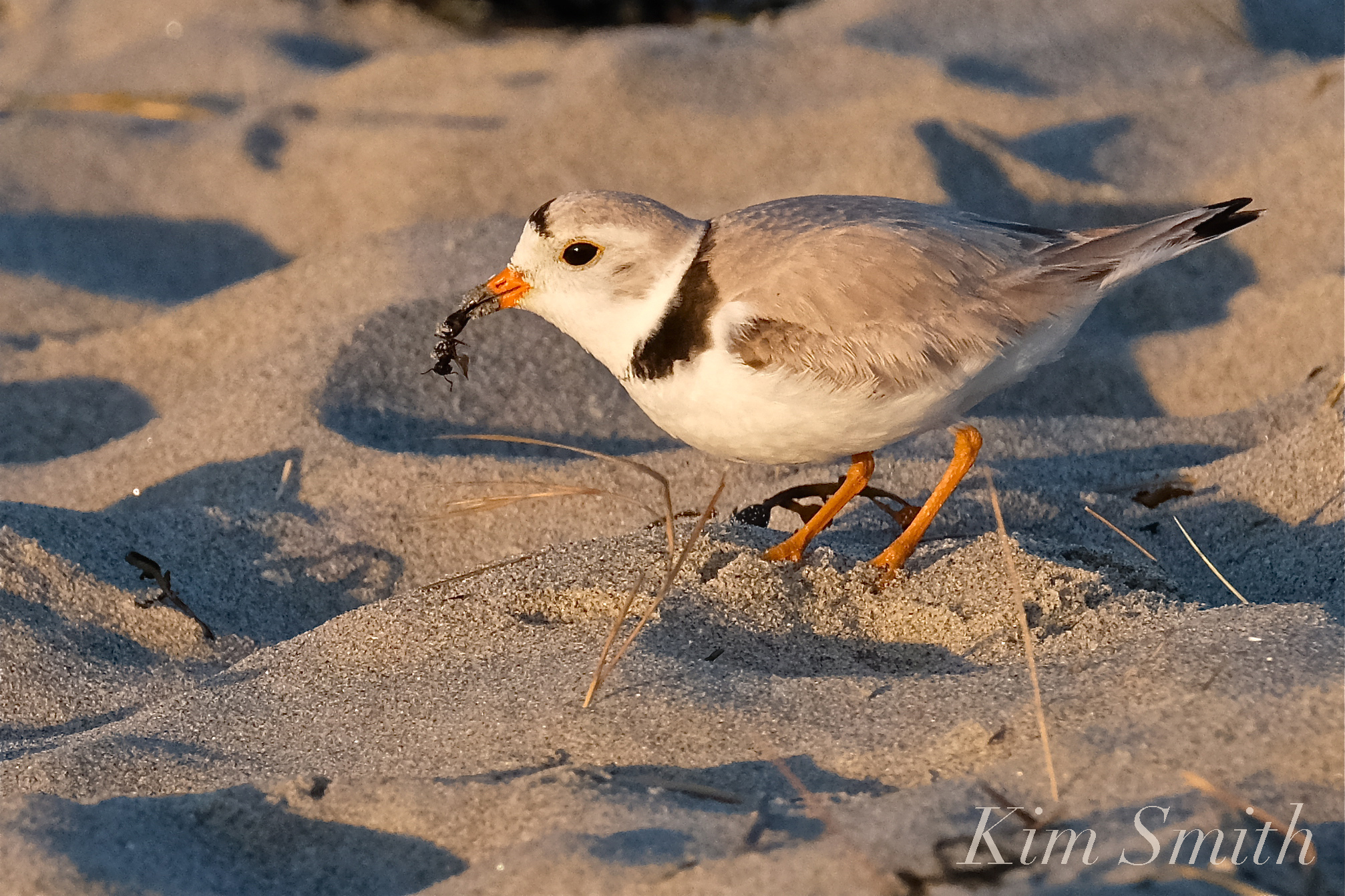 Piping Plover eating ant -1 copyright Kim Smith | Kim Smith Films
