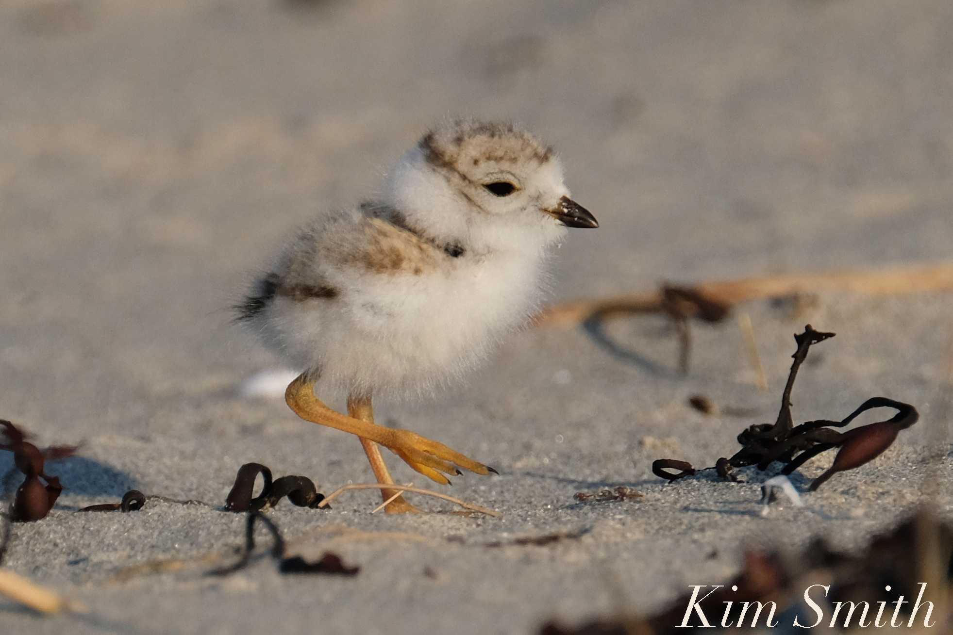 Piping Plover chick 10 days old Gloucester MA copyright Kim Smith – 17 ...