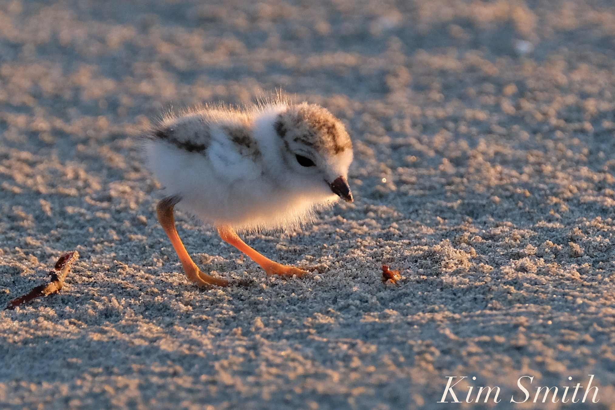 Piping Plover chick 7 days old eating a bug Gloucester MA copyright Kim ...