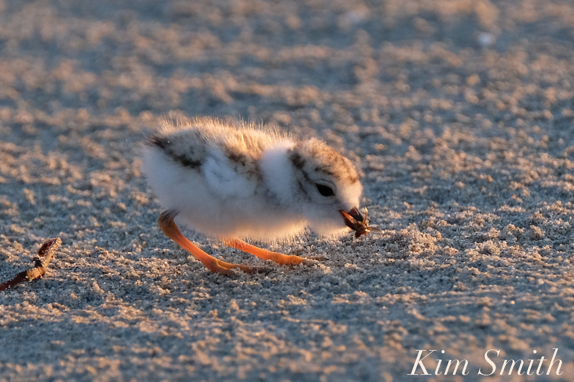 Piping Plover chick 7 days old eating a bug Gloucester MA copyright Kim ...
