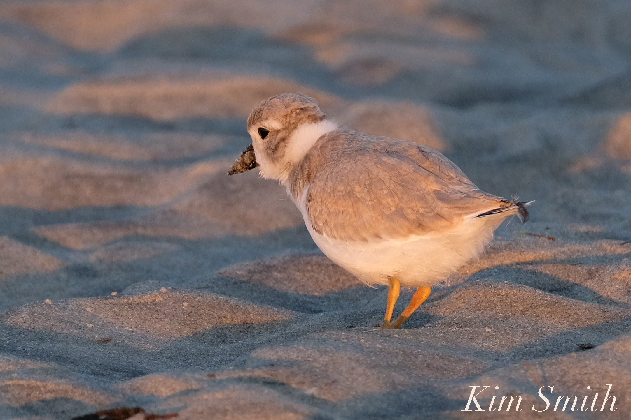 Piping Plover Chick foraging 32 days old copyright Kim Smith – 26 copy ...