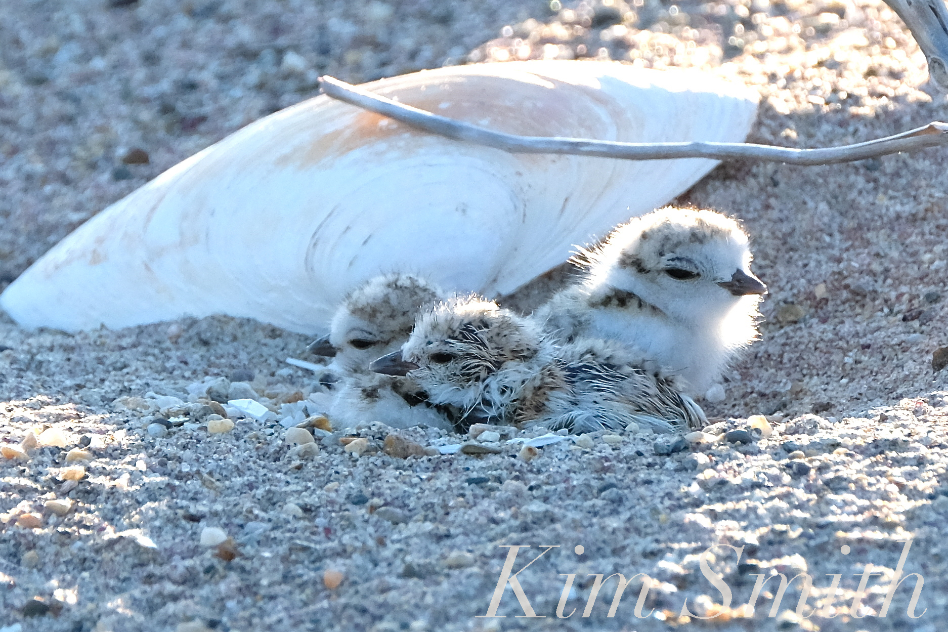 Piping Plover Chick Hatching copyright Kim Smith – 28 | Kim Smith Films