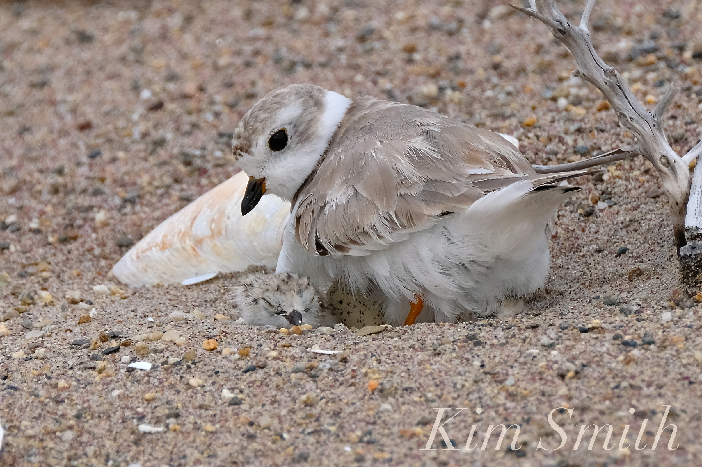 Piping Plover Chicks Hatching copyright Kim Smith – 19 | Kim Smith Films