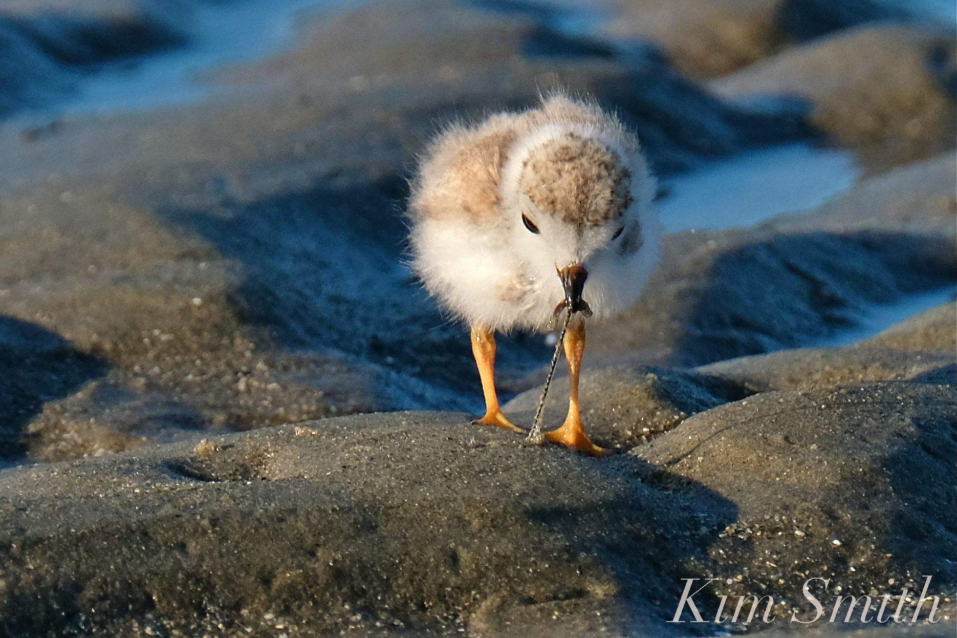 Piping Plover Chick Foraging Seventeen Days Old copyright Kim Smith ...