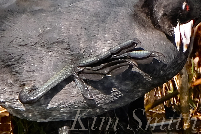 THE WONDERFULLY WHACKY FEET OF THE AMERICAN COOT! | Kim Smith Films