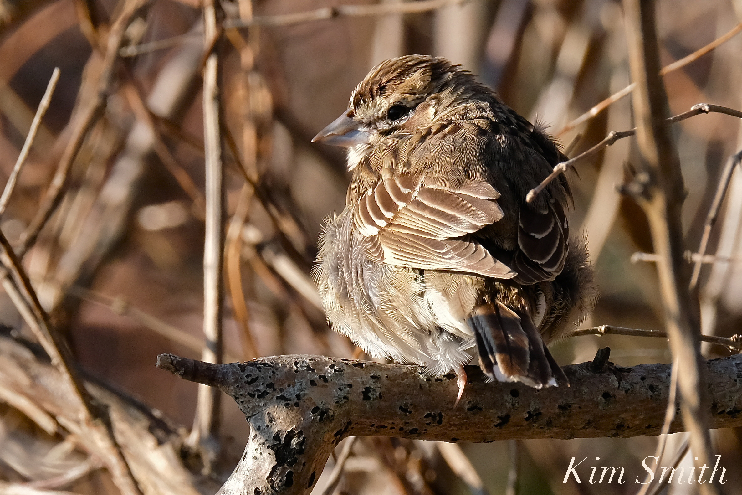 Lark Sparrow Massachusetts Gloucester copyright Kim Smith – 03 | Kim ...