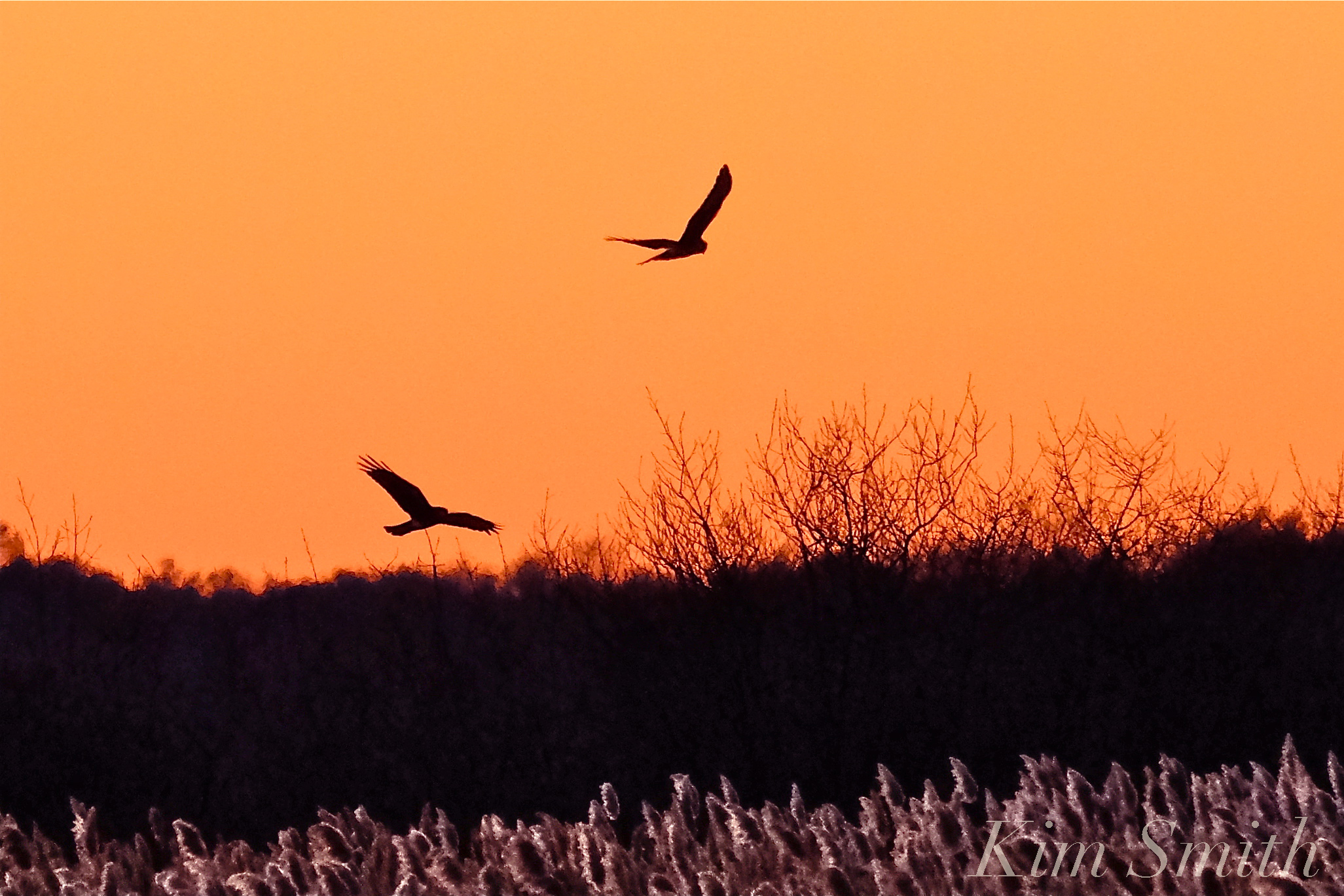 Northern Harrier Marsh Hawk copyright Kim Smith | Kim Smith Films