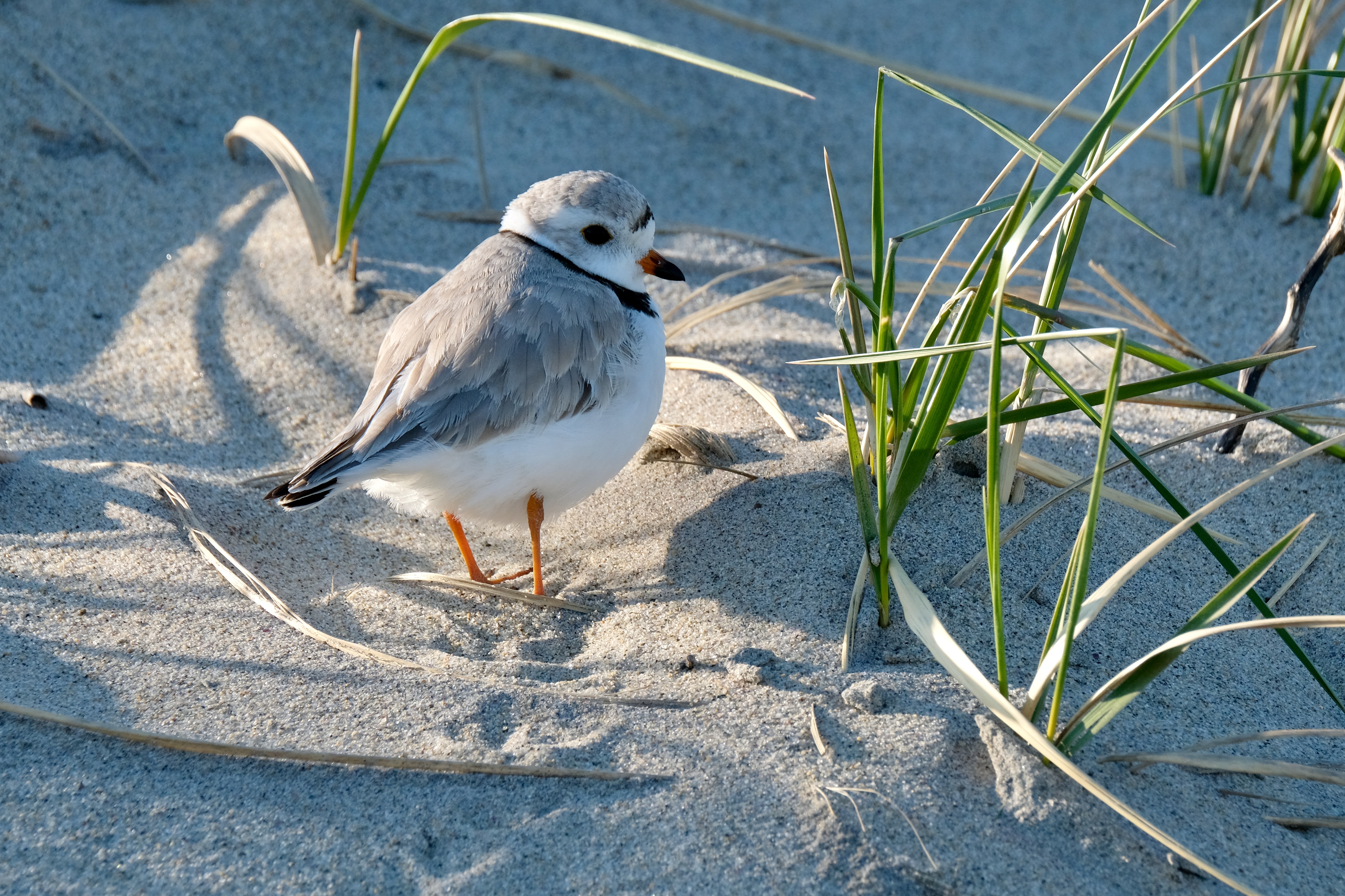 Piping Plovers female April 2020 copyright Kim Smith – 11 of 14 | Kim ...