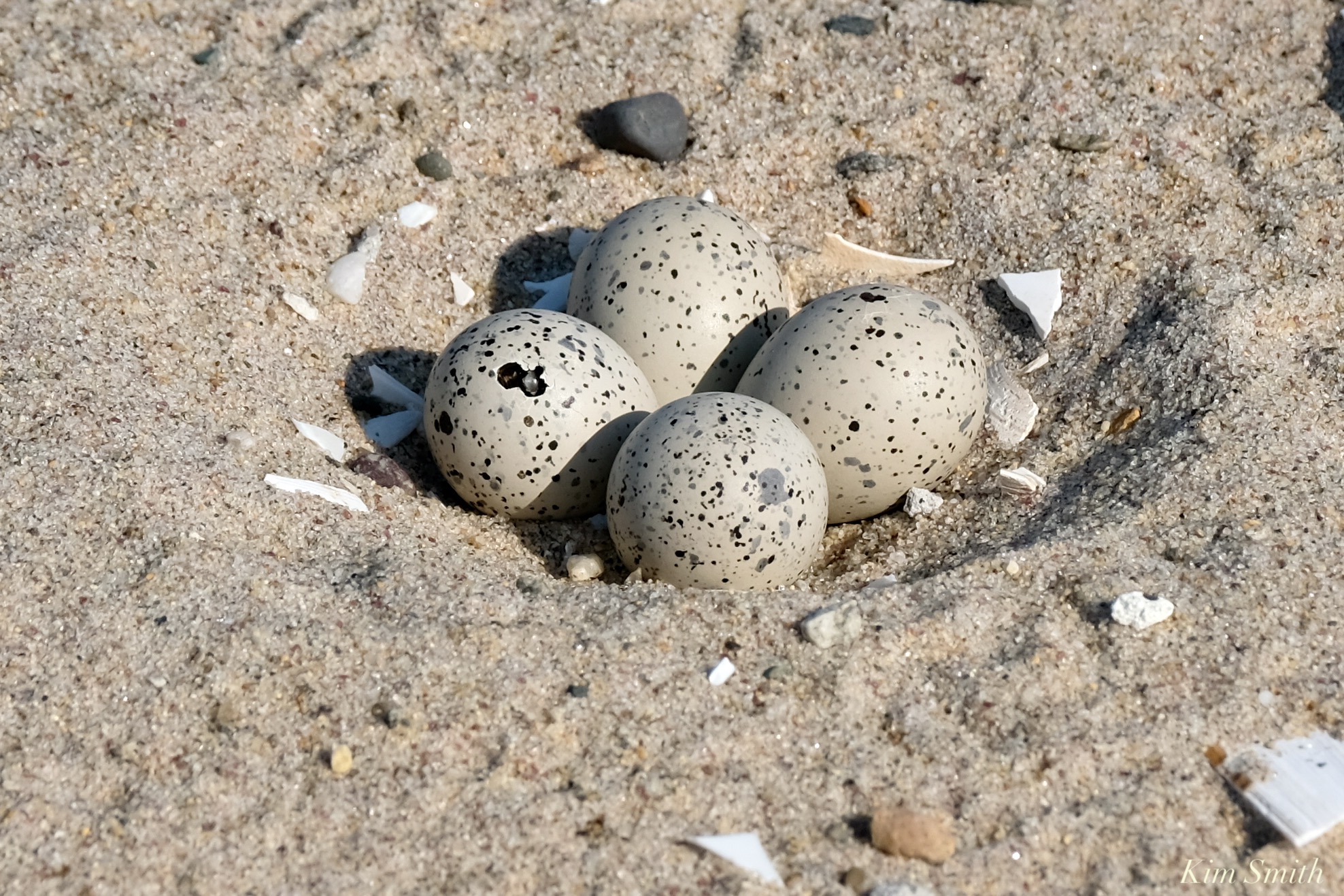Clam Fam Day #1 Hatching copyright Kim Smith – 1 of 17 | Kim Smith Films