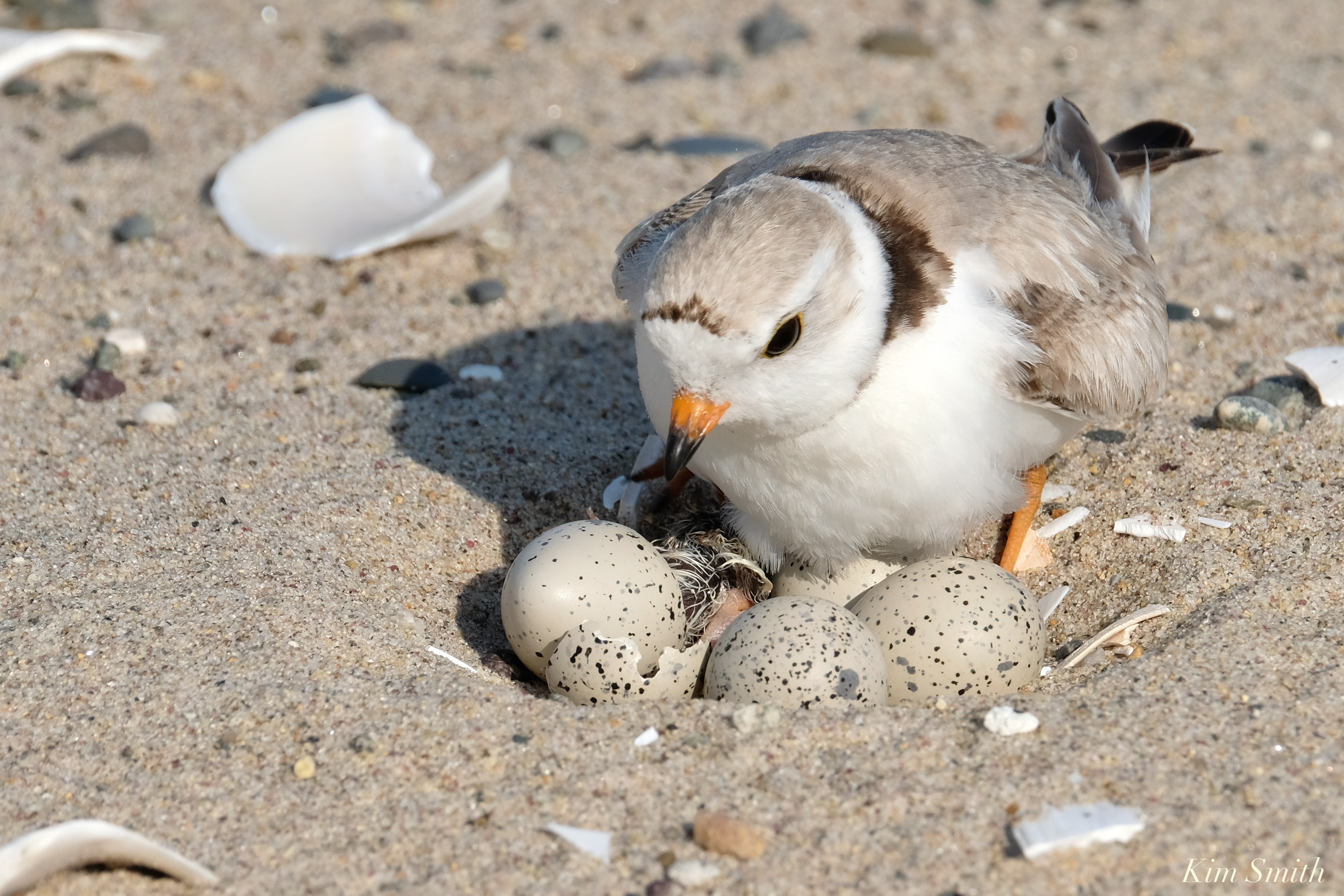 Clam Fam Day #1 Hatching copyright Kim Smith – 4 of 17 | Kim Smith Films