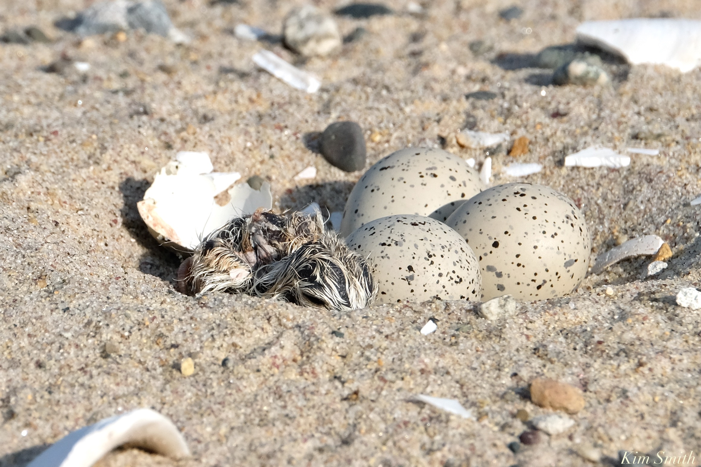 Clam Fam Day #1 Hatching copyright Kim Smith – 7 of 17 | Kim Smith Films