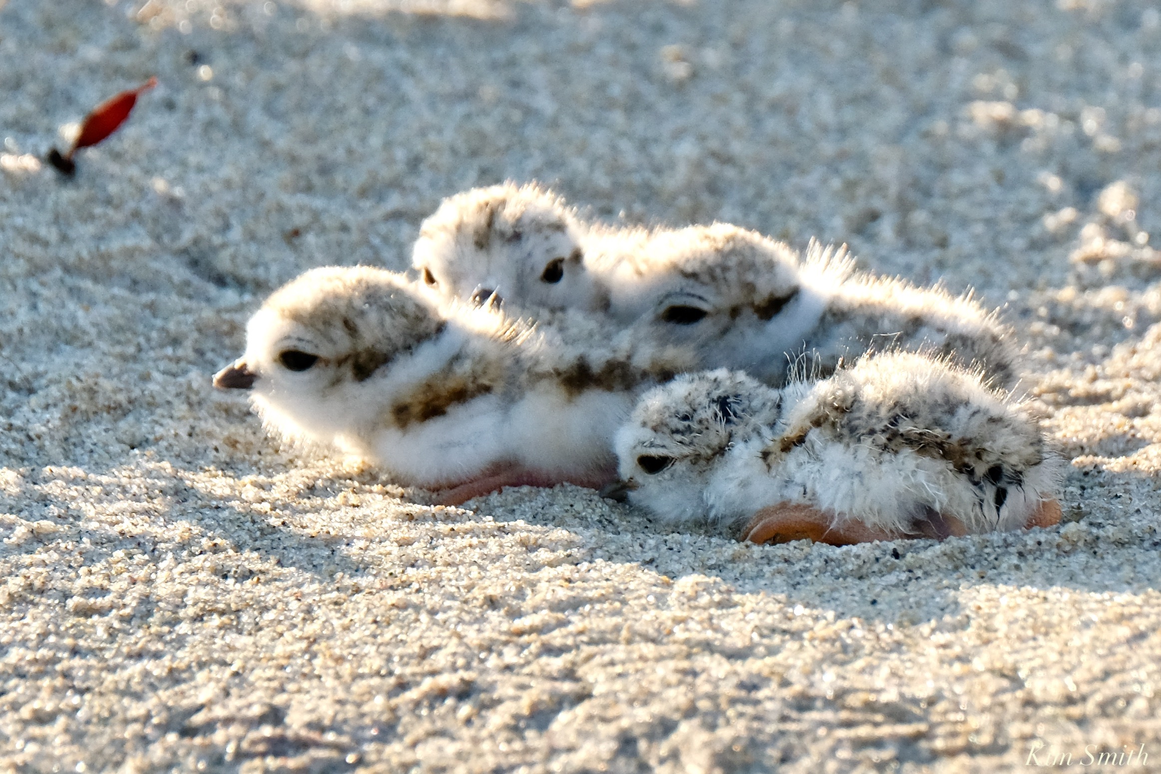 The Piping Plover Project | Kim Smith Films