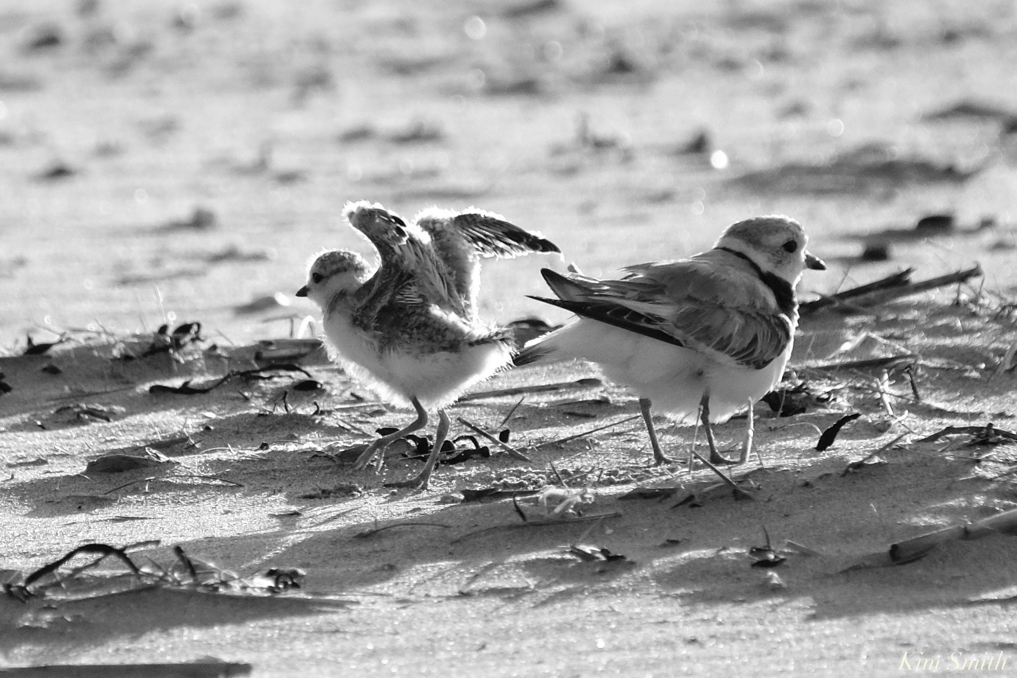 Piping Plover Chick flight practice 20 days old copyright Kim Smith – 1 ...