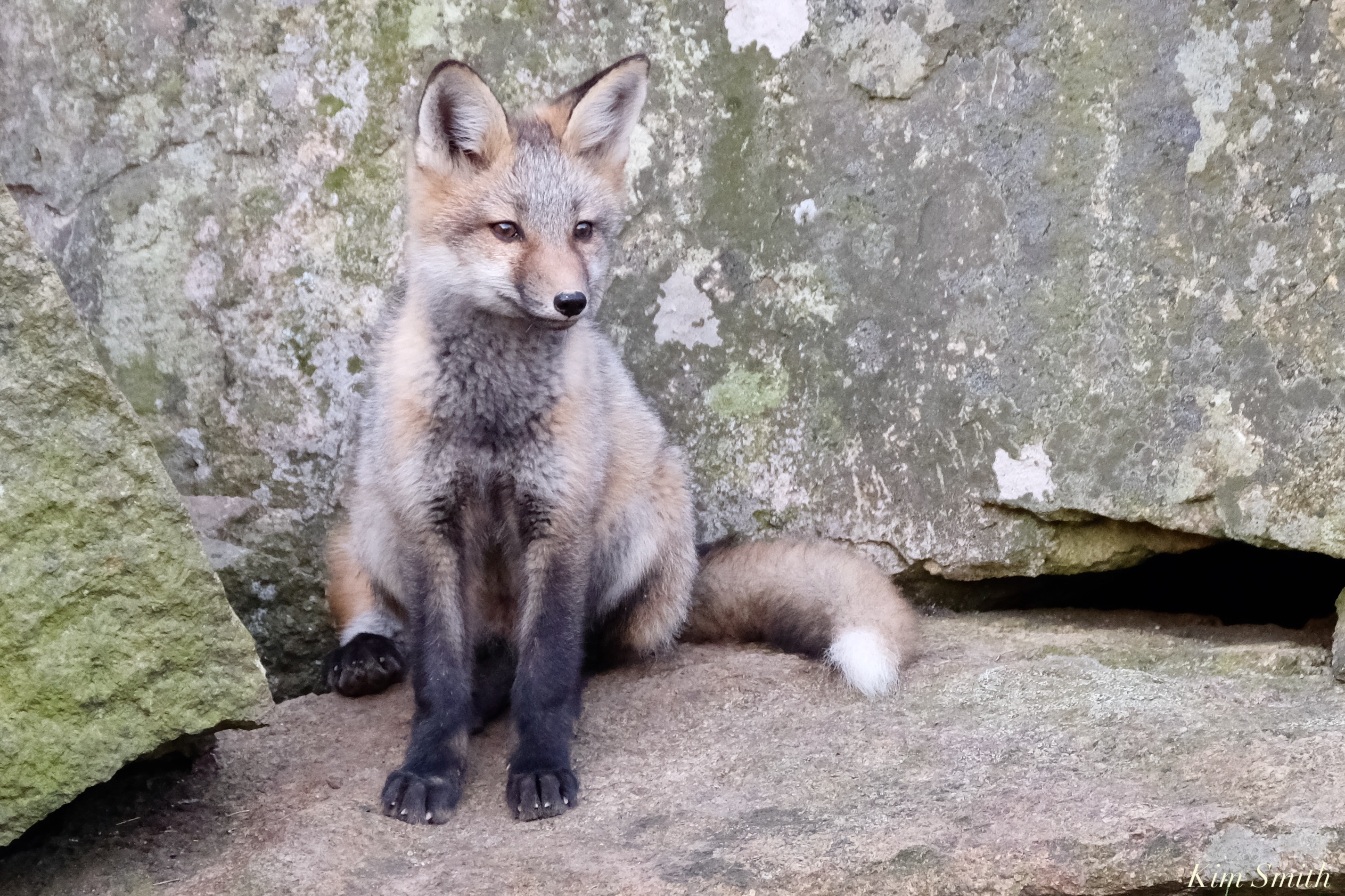 Red Fox Kits Gloucester MA copyright Kim Smith – 9 of 19 | Kim Smith Films