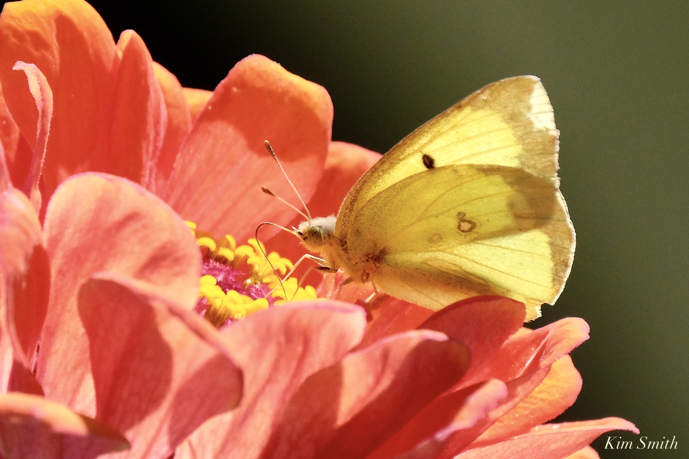 BUTTERY YELLOW SULPHUR BUTTERFLIES ON THE WING! | Kim Smith Films