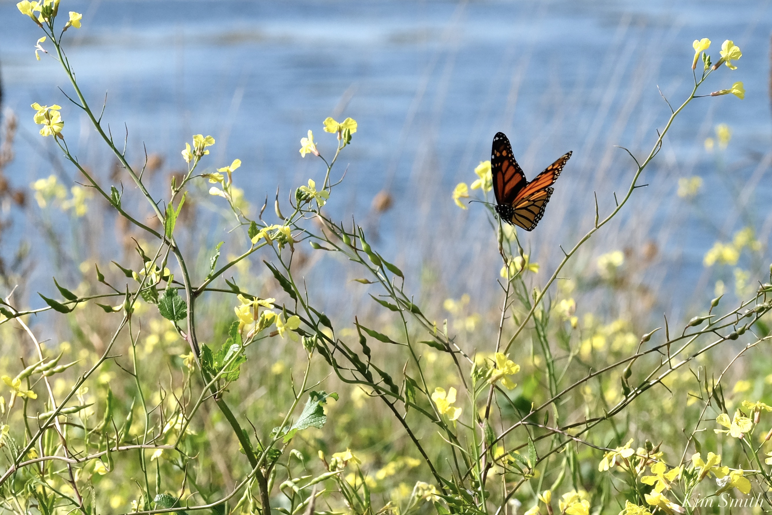 Monarch Butterfly Migraton October 15 2020 Black Mustard -4 copyright ...