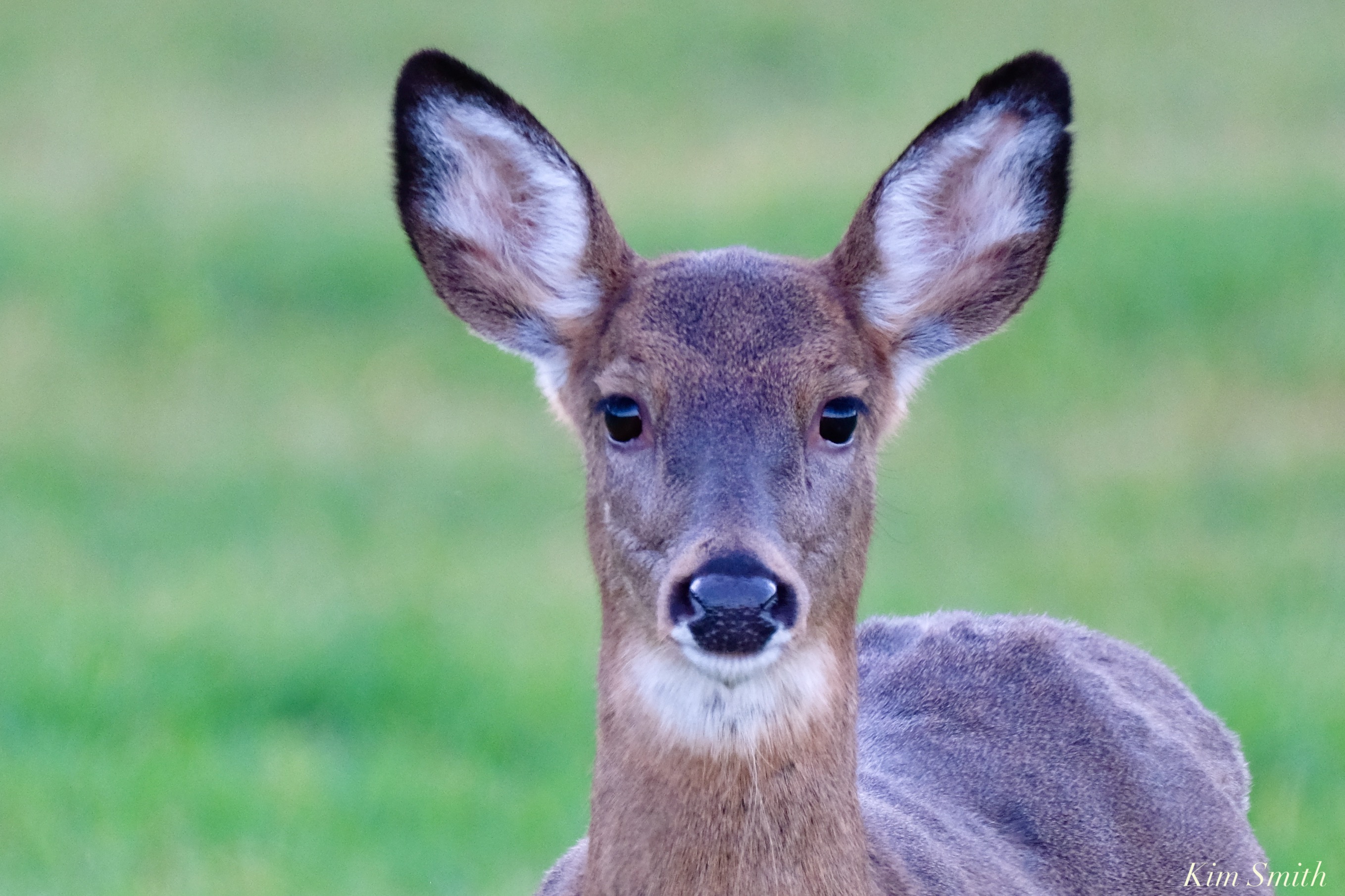 White-tailed Deer Essex County copyright Kim Smith – 9 of 11 | Kim ...
