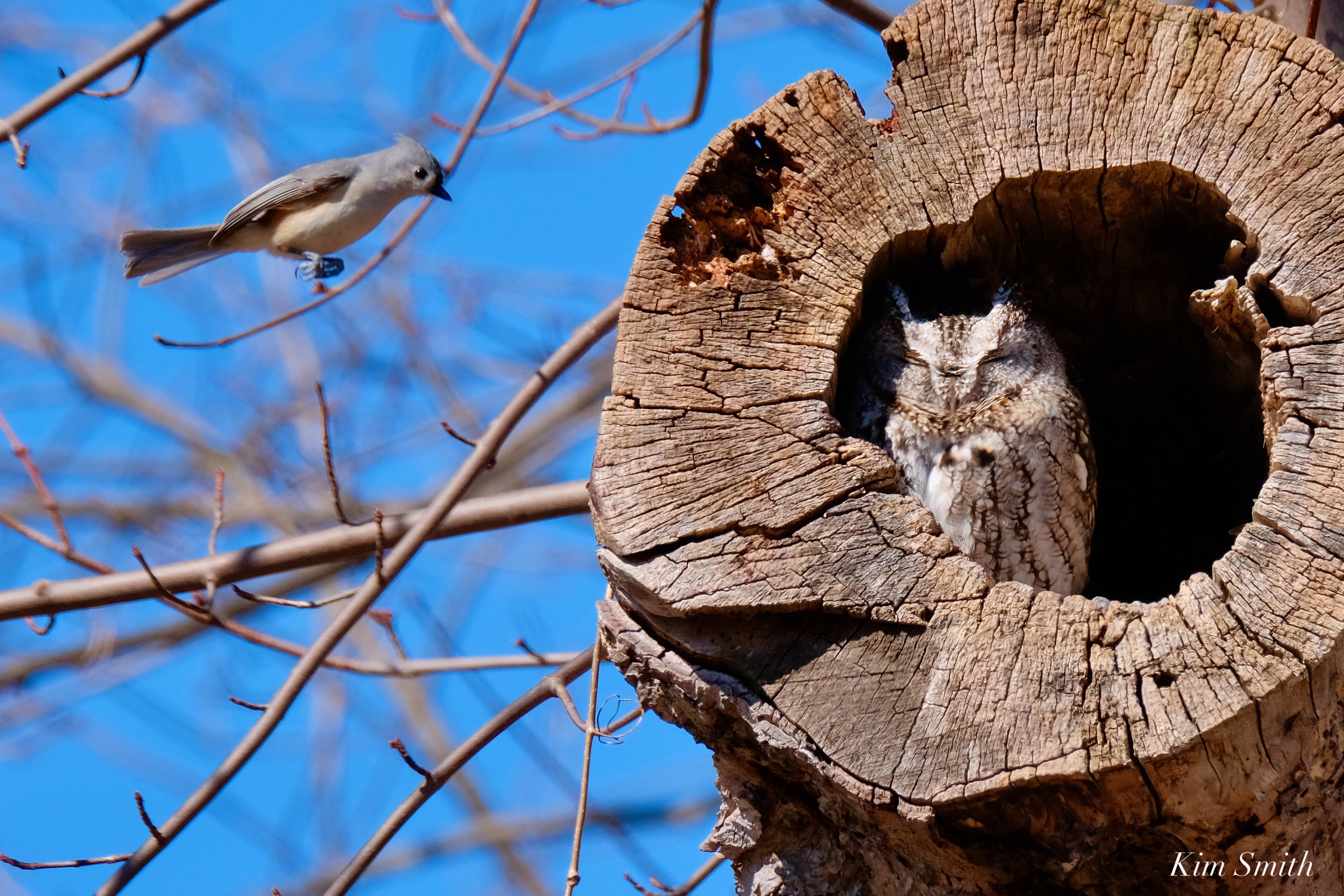Eastern Screech Owl Gray Morph Tufted Tutmouse copyright Kim Smith – 11 ...