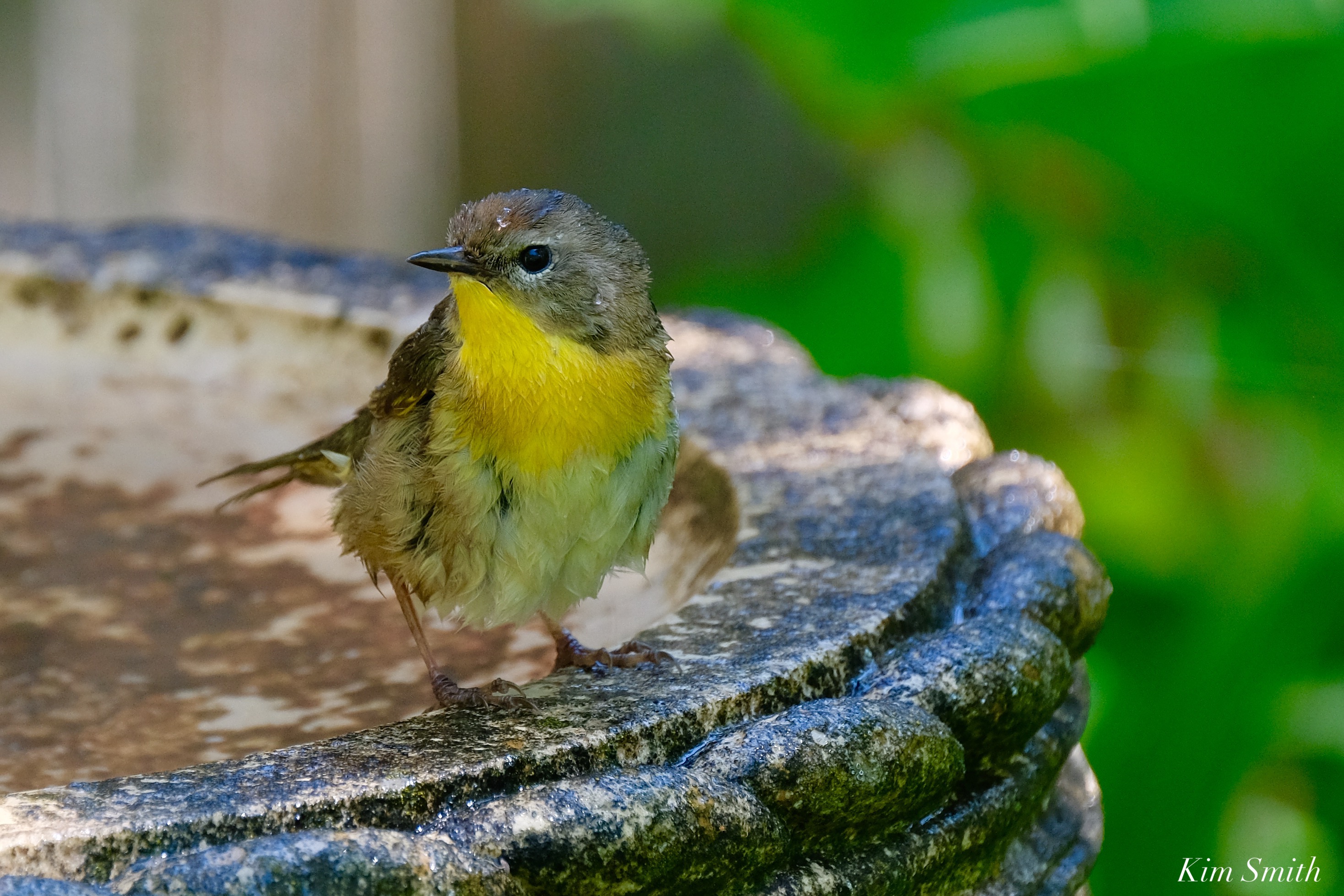 Common Yellowthroat Warbler Female copyright Kim Smith – 3 of 4 | Kim ...