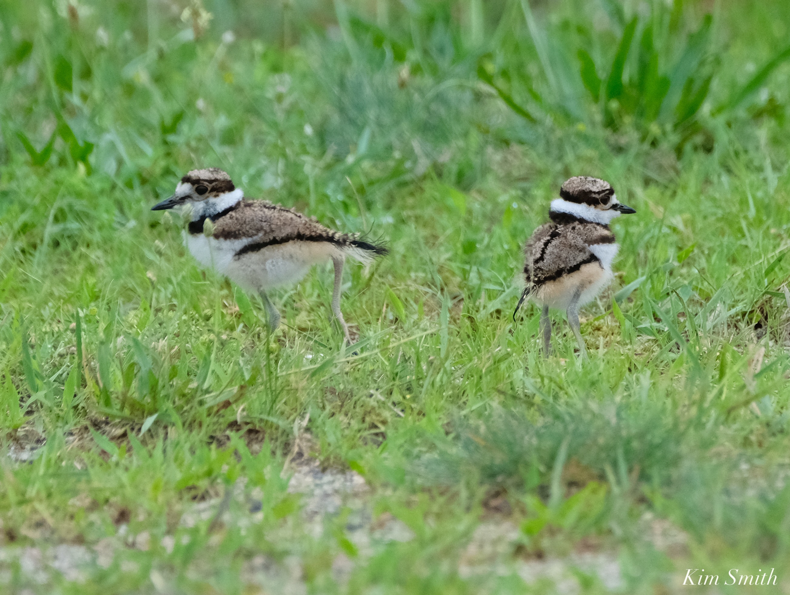 Killdeer Plover Eggs and Chicks Essex County copyright Kim Smith – 19 ...