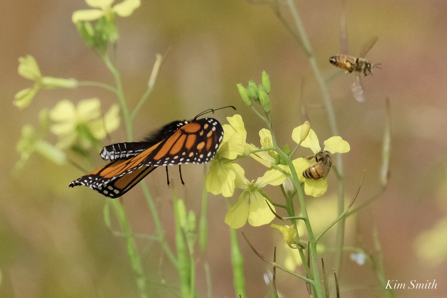 Monarch Butterfly Honey Bees Black Mustard Essex County copyright Kim ...