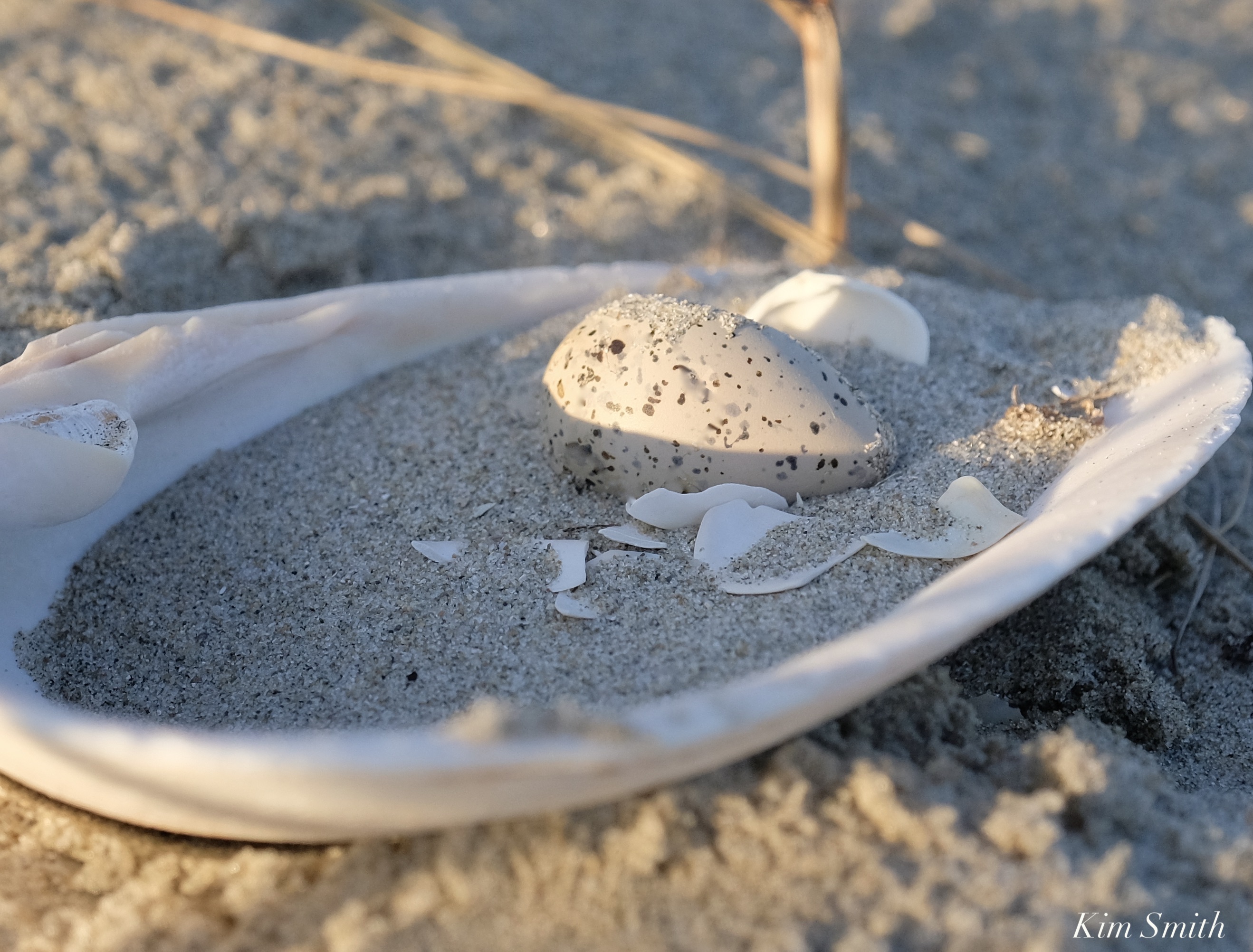 Piping Plover Egg in Clam Shell -2 copyright Kim Smith | Kim Smith Films
