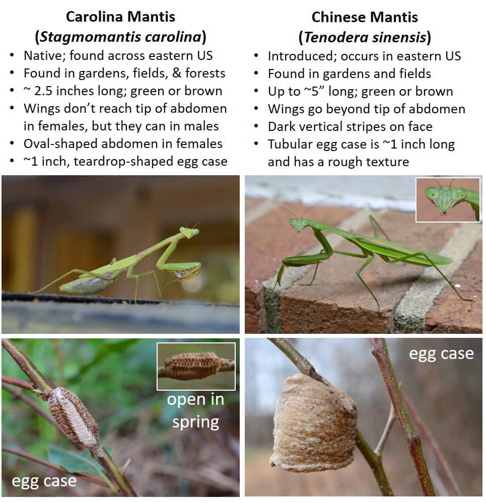 How To Tell The Difference Between A Chinese Mantis And Carolina Mantis