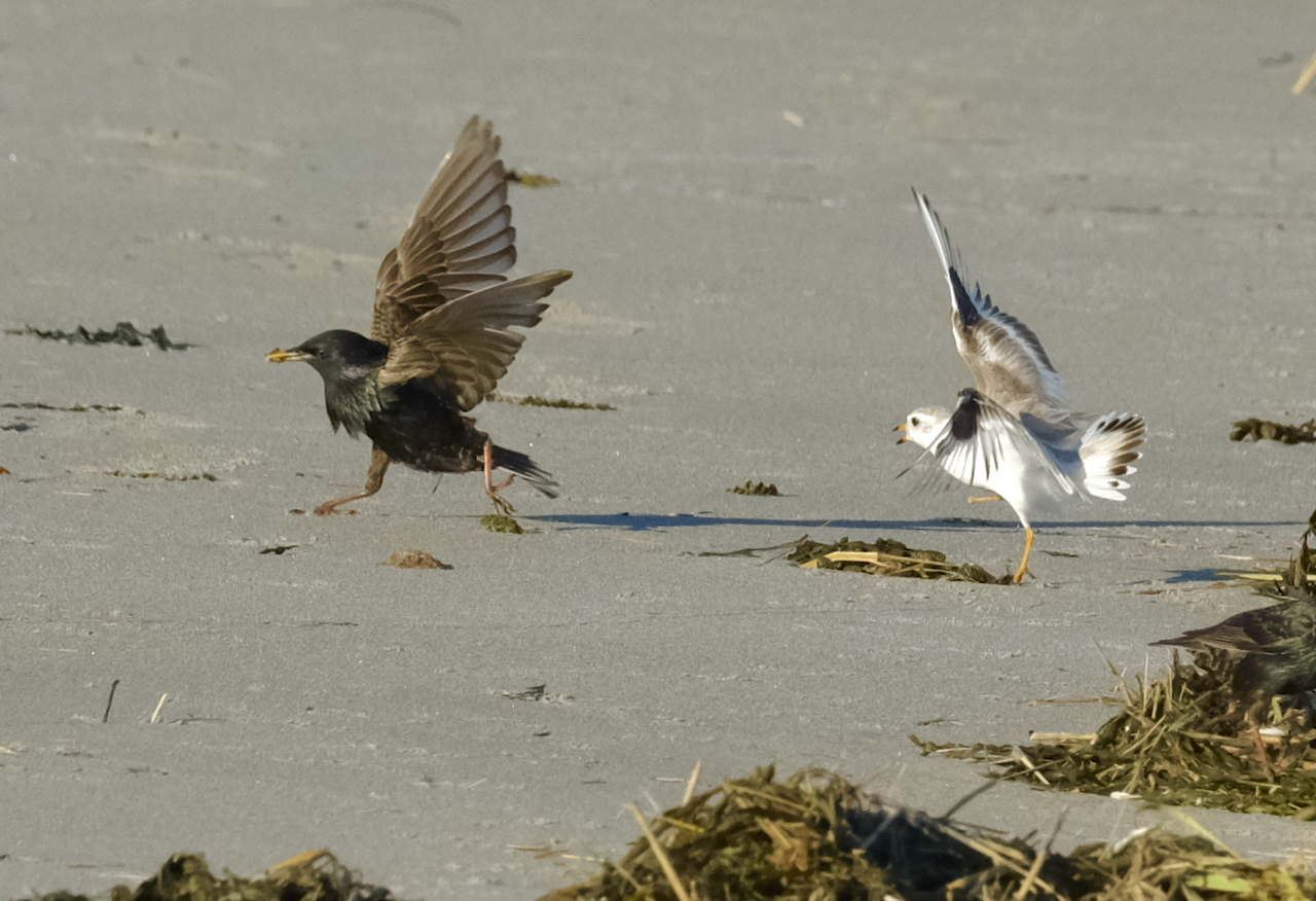 Piping Plover Defending Against Starlings -2 copyright Kim Smith | Kim ...