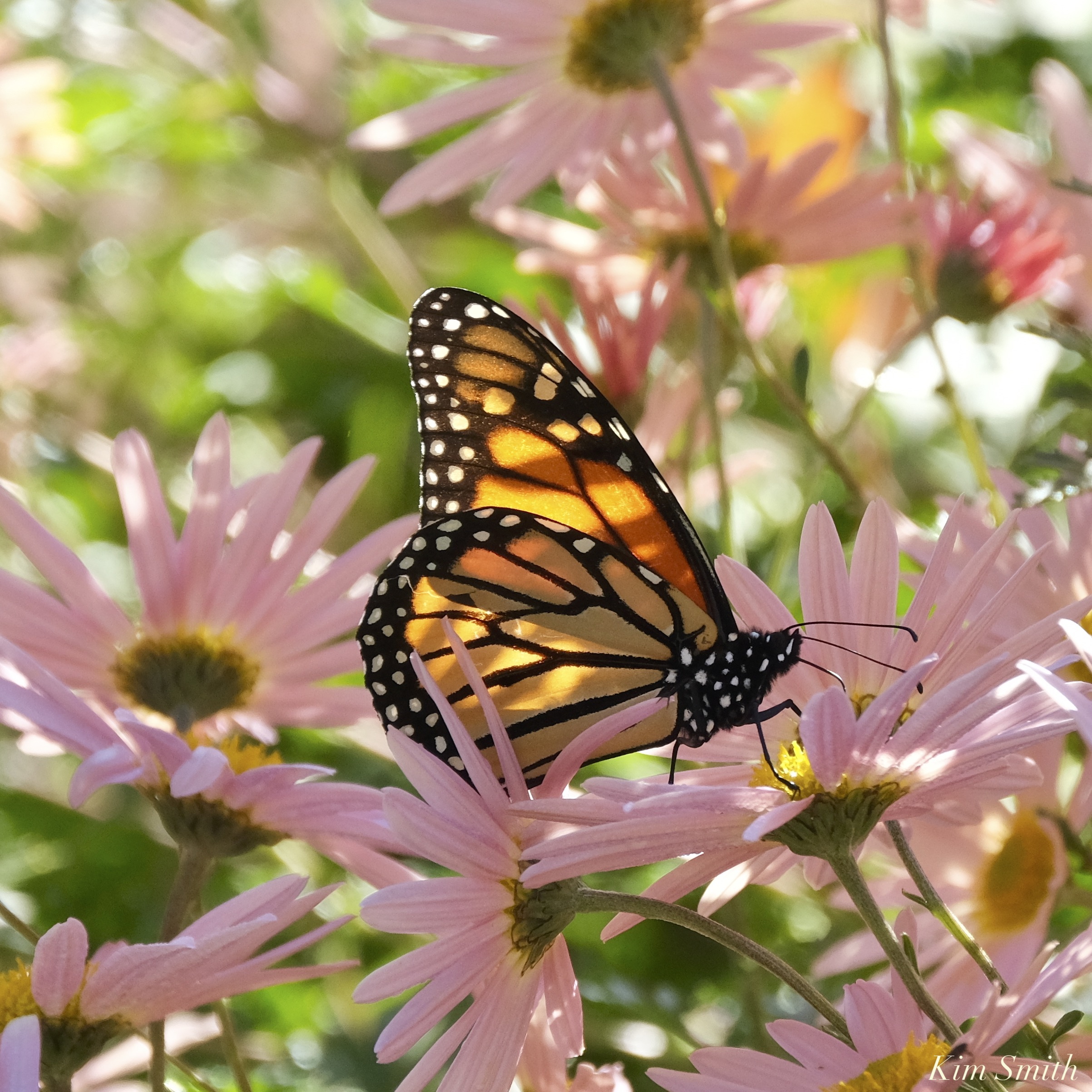 Monarch Butterfly Korean Daisies Essex County copyright Kim Smith – 3 ...